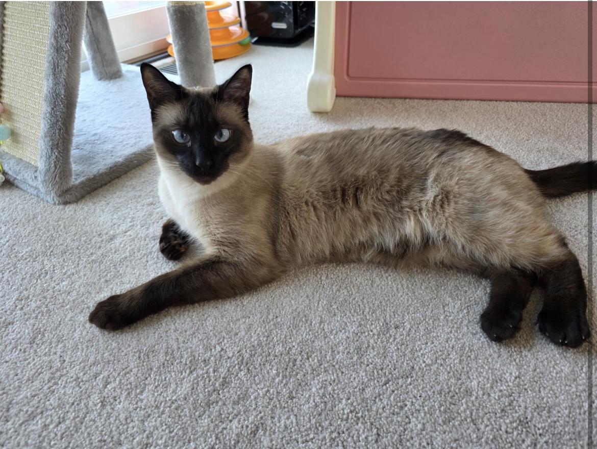 Cat for adoption - Mocha Latte, a Siamese in Fairlawn, OH | Petfinder