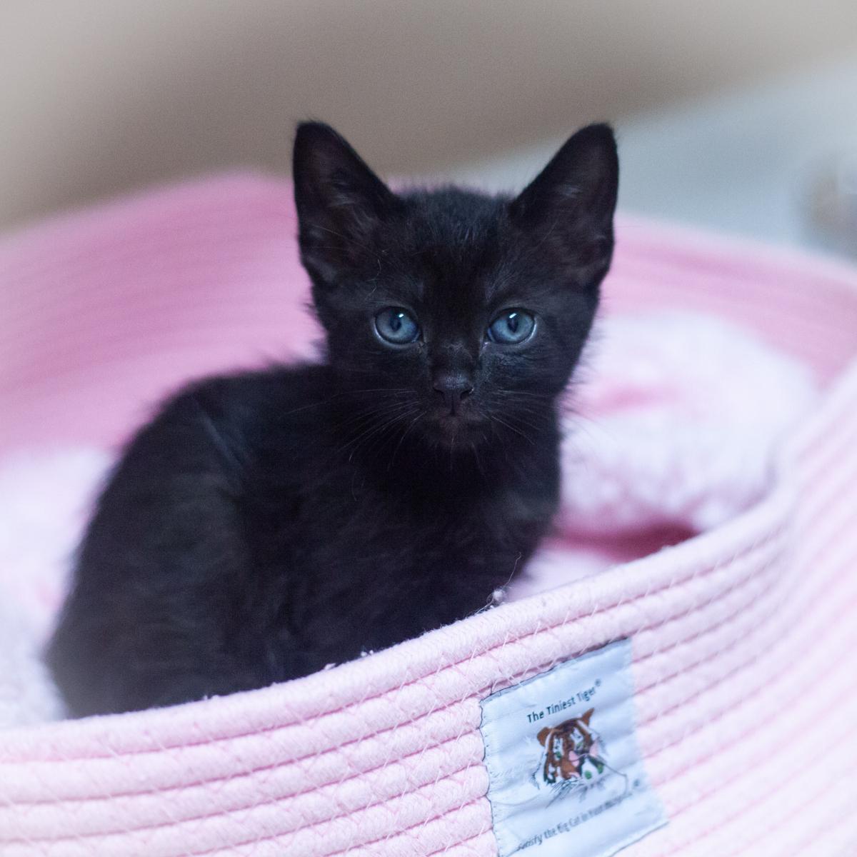 Cat for adoption - Cabot, a Domestic Short Hair in Ponte Vedra, FL ...