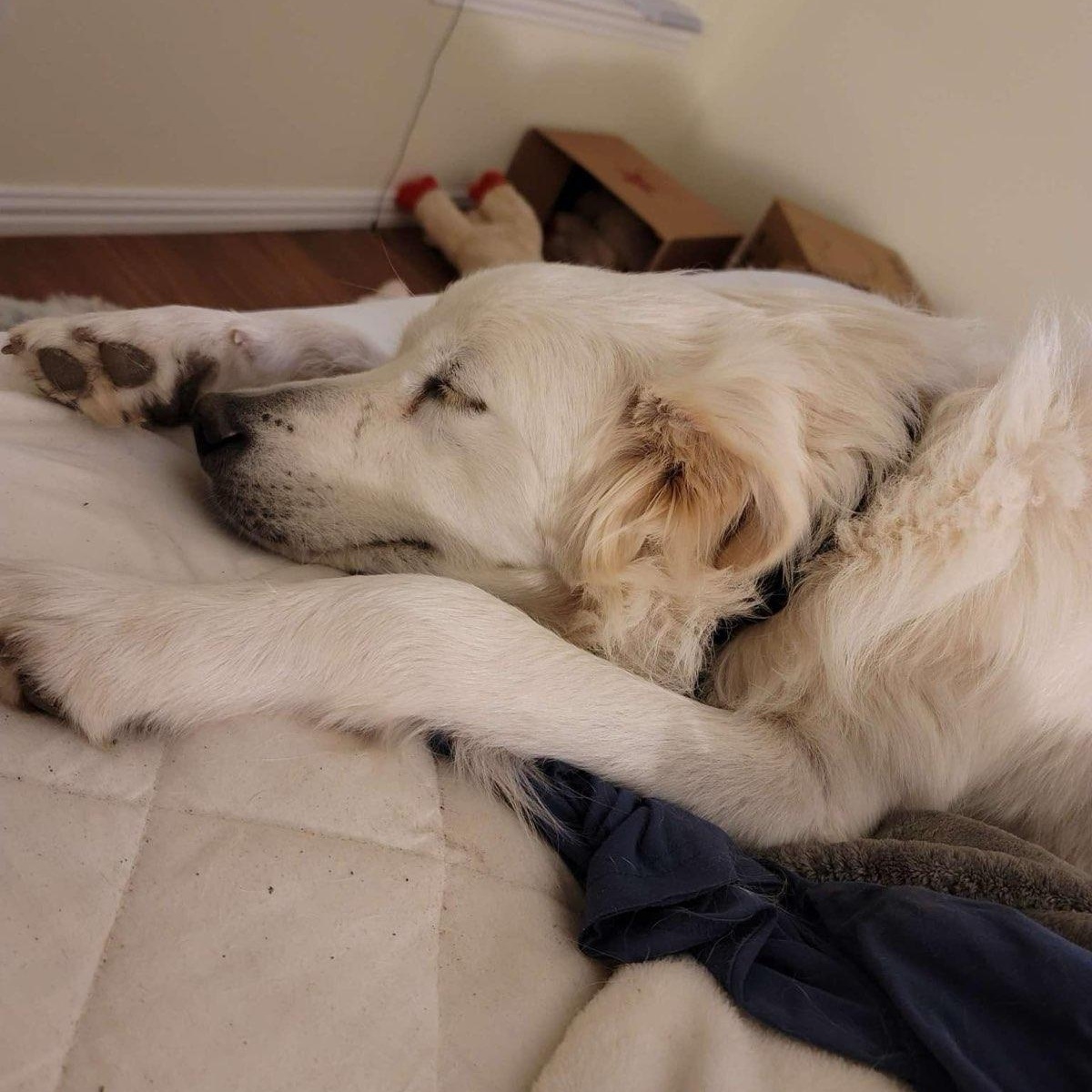 Dog for adoption - Casper P, a Great Pyrenees & Golden Retriever Mix in ...
