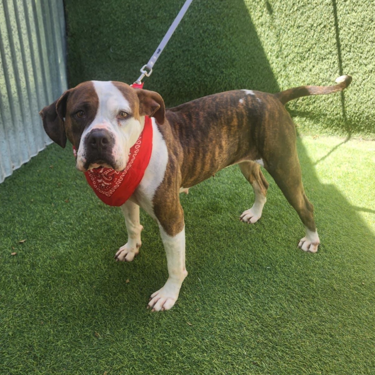Dog for adoption - Kiara, an American Bulldog Mix in Blaine , WA ...