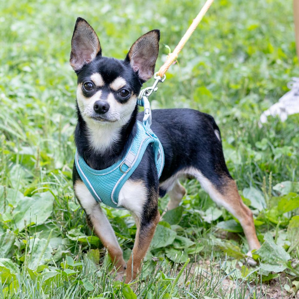 Dog for adoption - Augustus (Male) Avail 7/2, a Chihuahua in West Grove ...