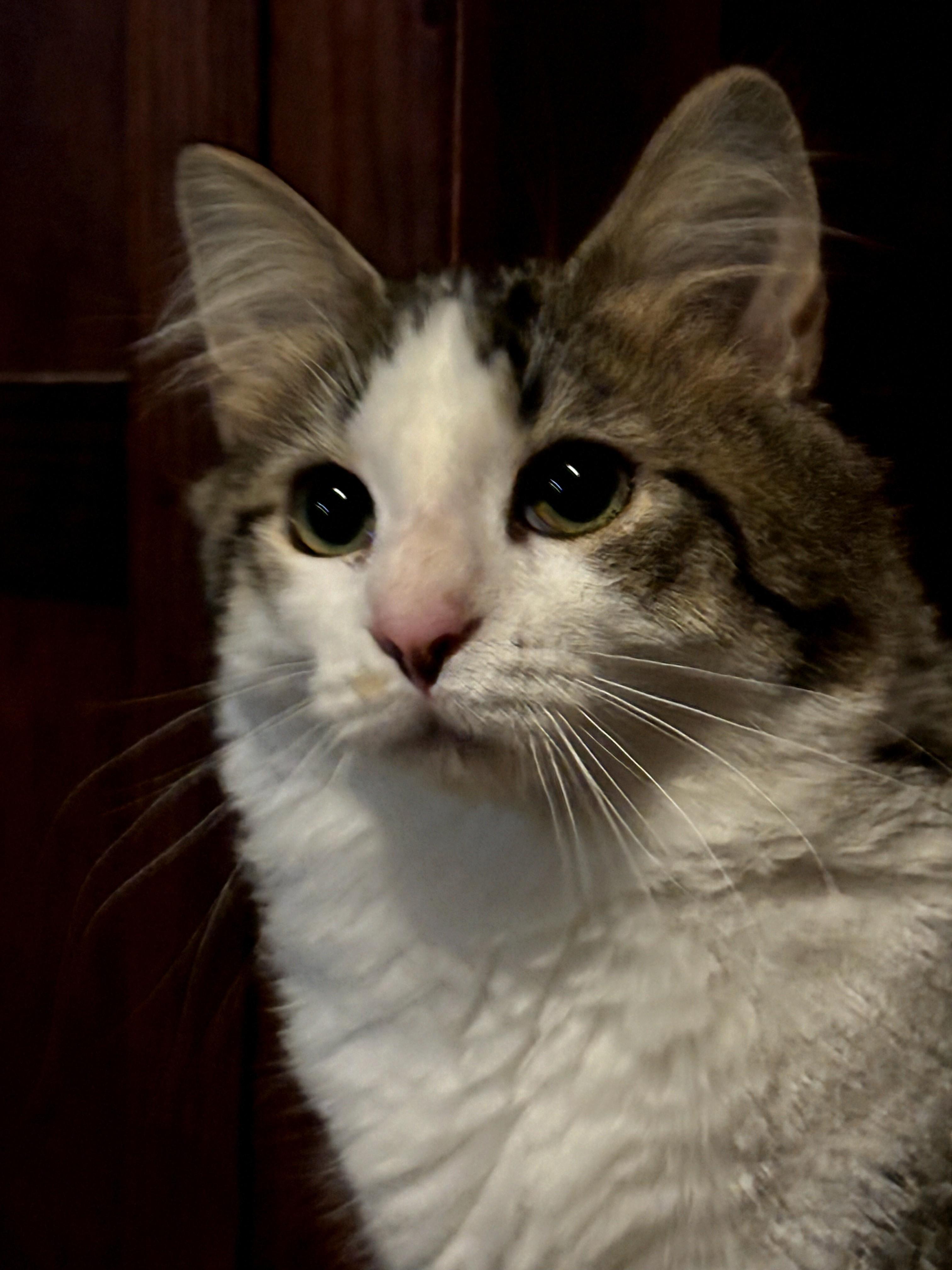 Cat for adoption - Harvest, a Tabby in Waynesboro, VA | Petfinder