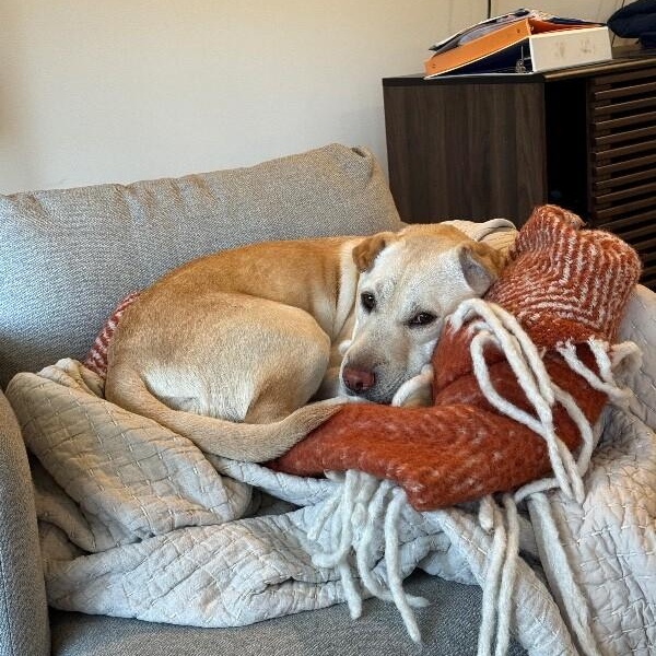 Dog for adoption - Juniper The Sweetest Cinnamon Roll, a Shar-Pei ...