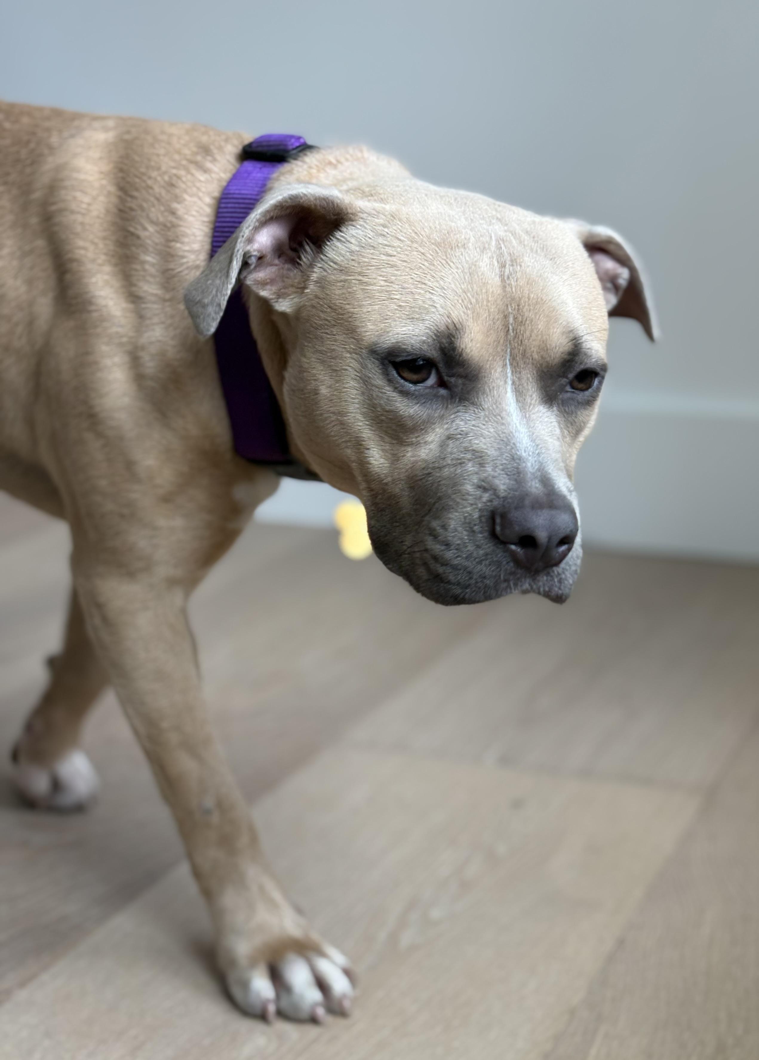 Dog for adoption - Cece, a Mixed Breed in Londonderry, NH | Petfinder