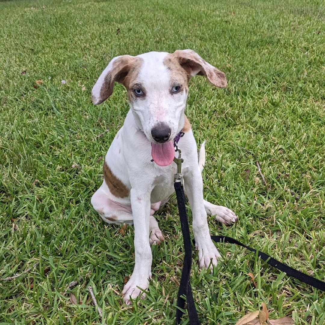 Dog for adoption - Caparina SL13325-T, a Whippet & Catahoula Leopard ...