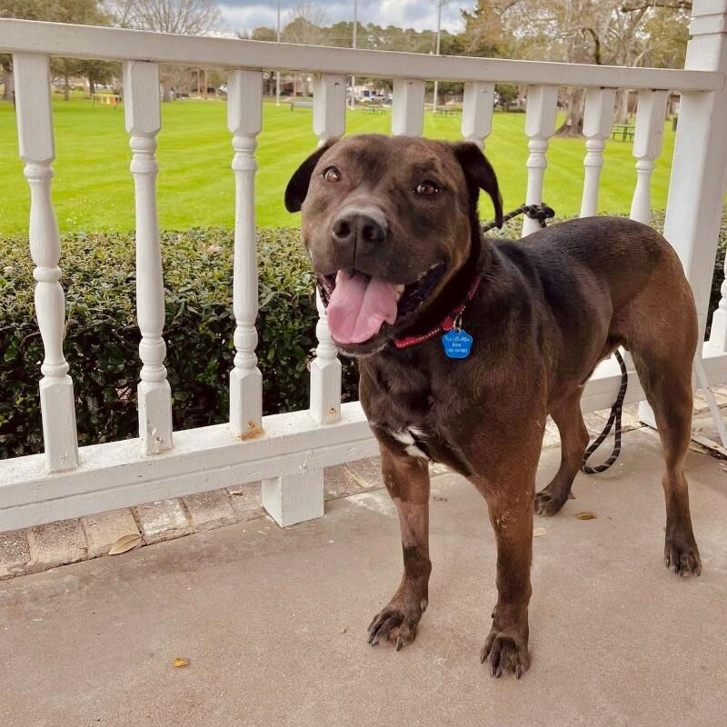 Dog for adoption - Poo-ka Nacua Wants to Love You, a Labrador Retriever ...