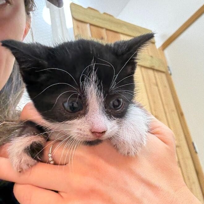 Cat for adoption - Otto Burnham, a Domestic Short Hair & Tuxedo Mix in ...