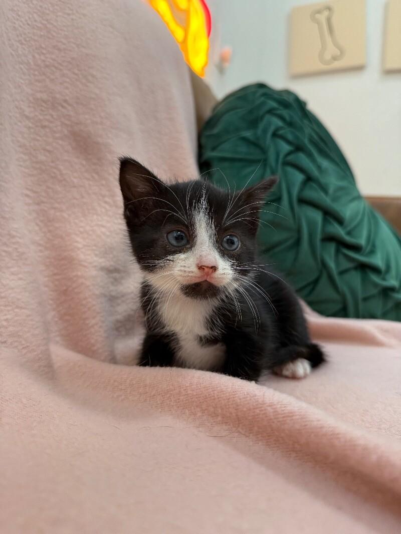 Cat for adoption - Otto Burnham, a Domestic Short Hair & Tuxedo Mix in ...