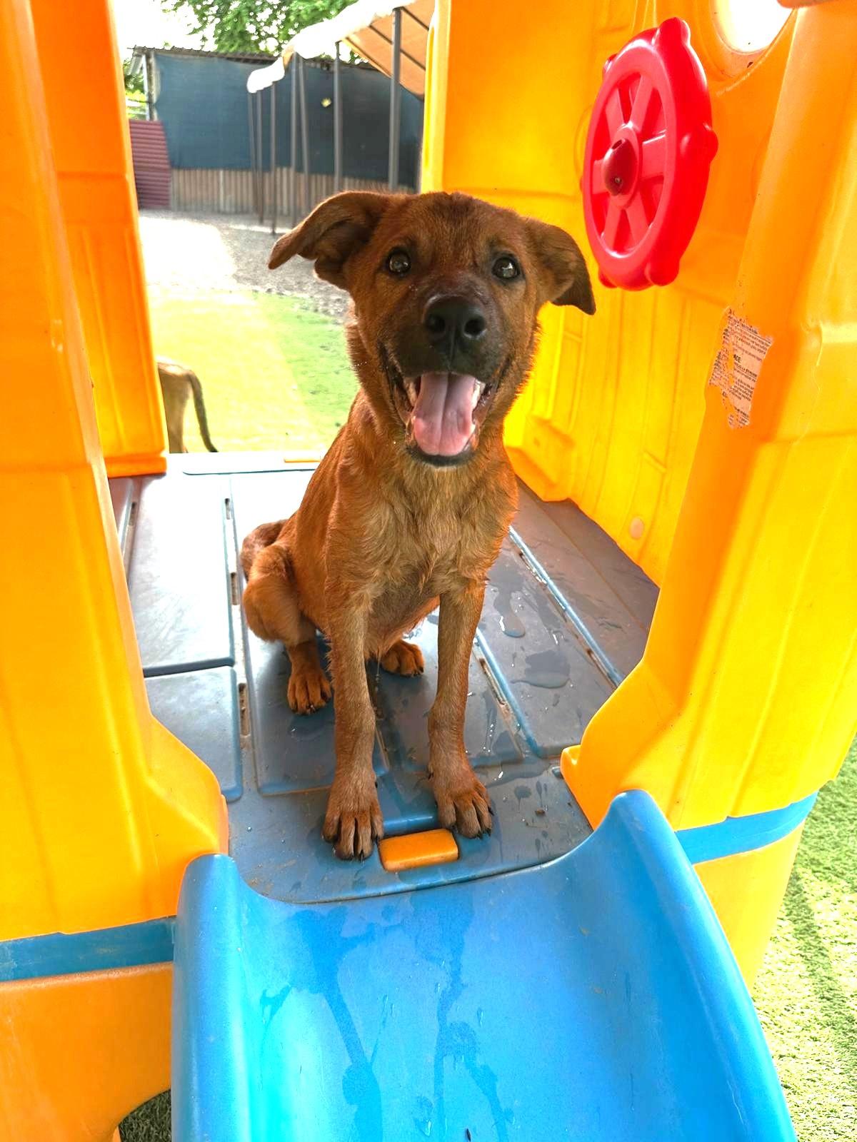 Dog for adoption - Terrón, a Mixed Breed in Comox, BC | Petfinder