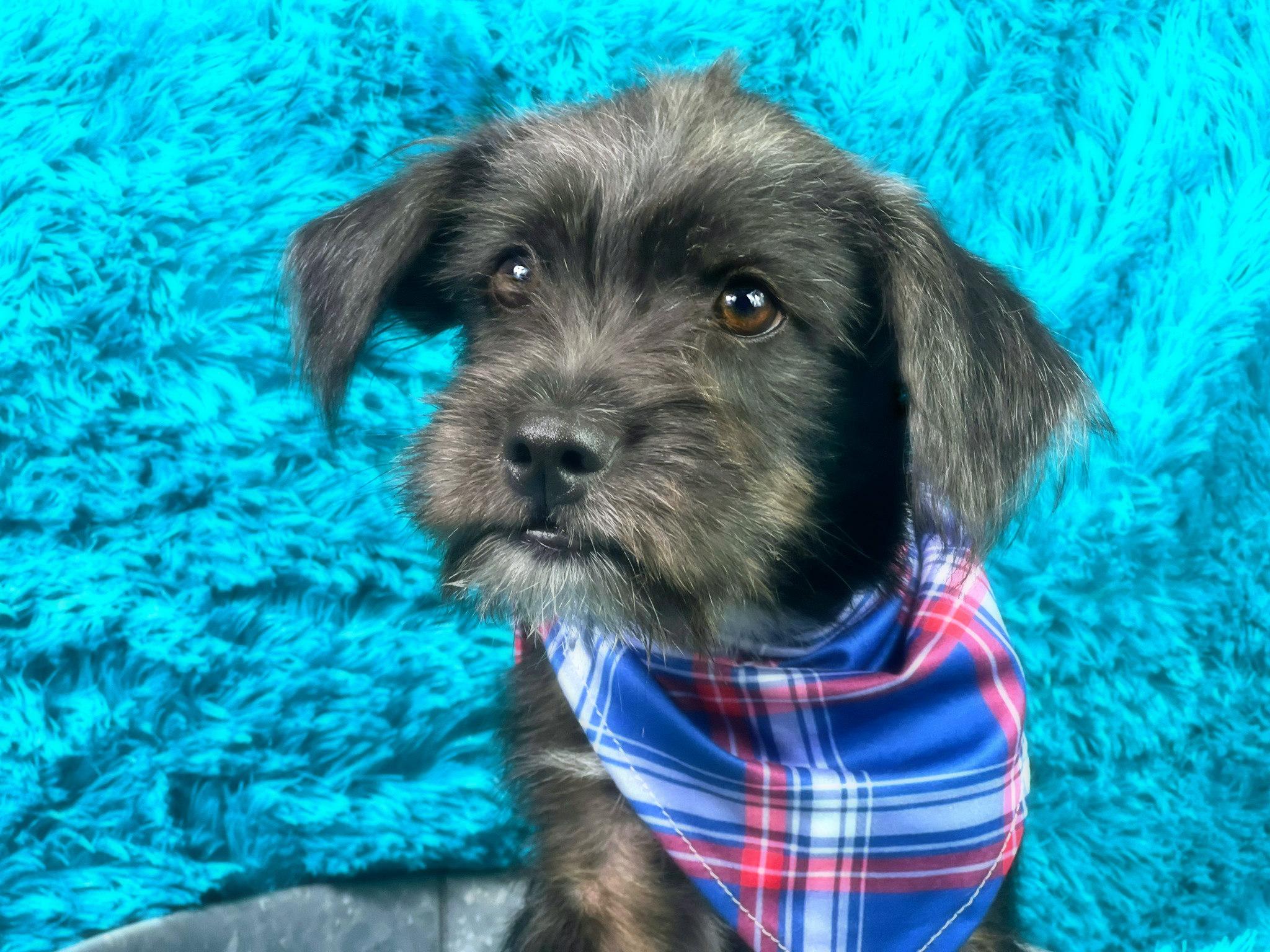 Dog for adoption - Heath, a Schnauzer & Schnoodle Mix in San Antonio ...