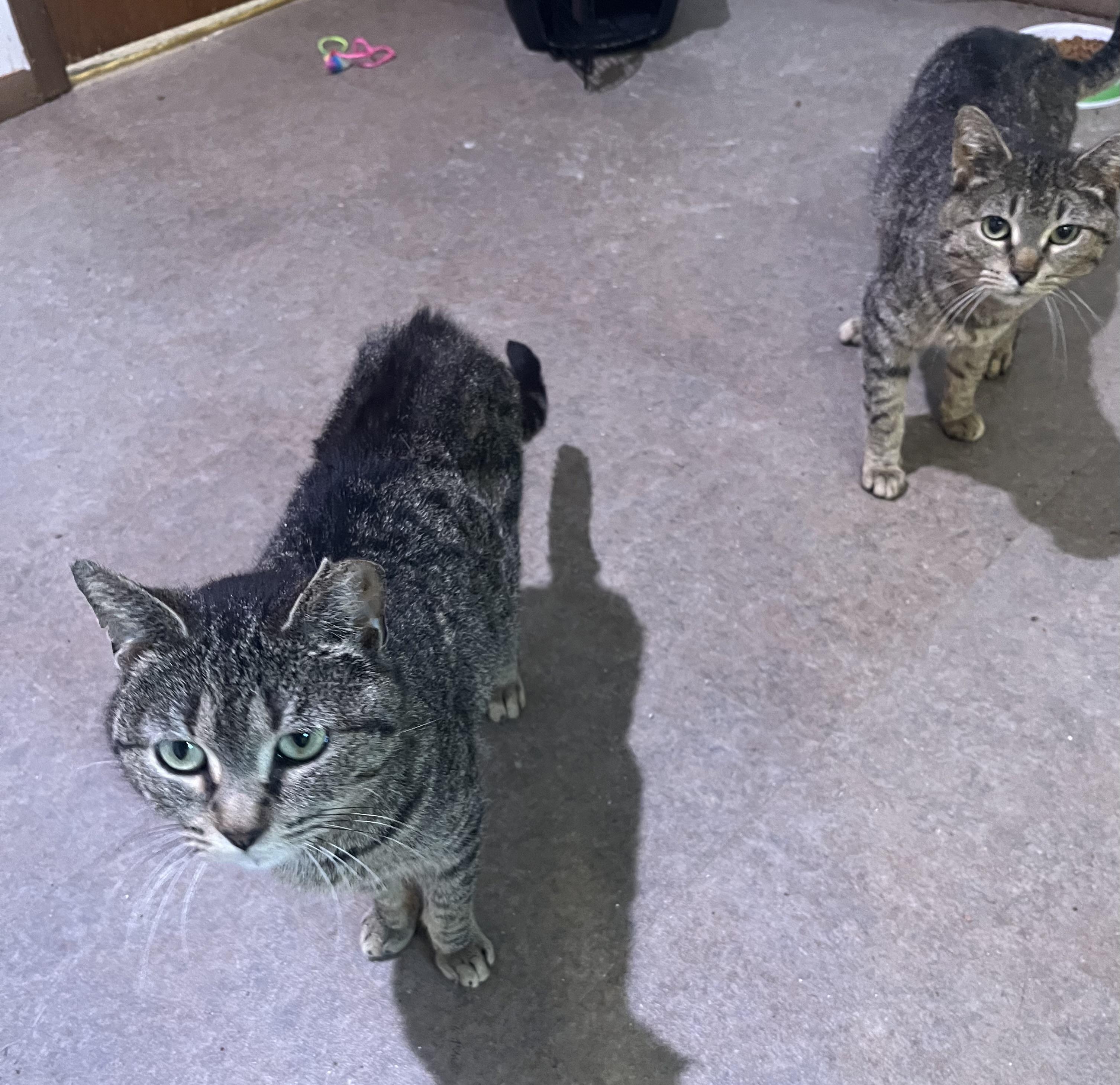 Cat for adoption - Dakota and Dido (bonded pair), a Domestic Short Hair ...