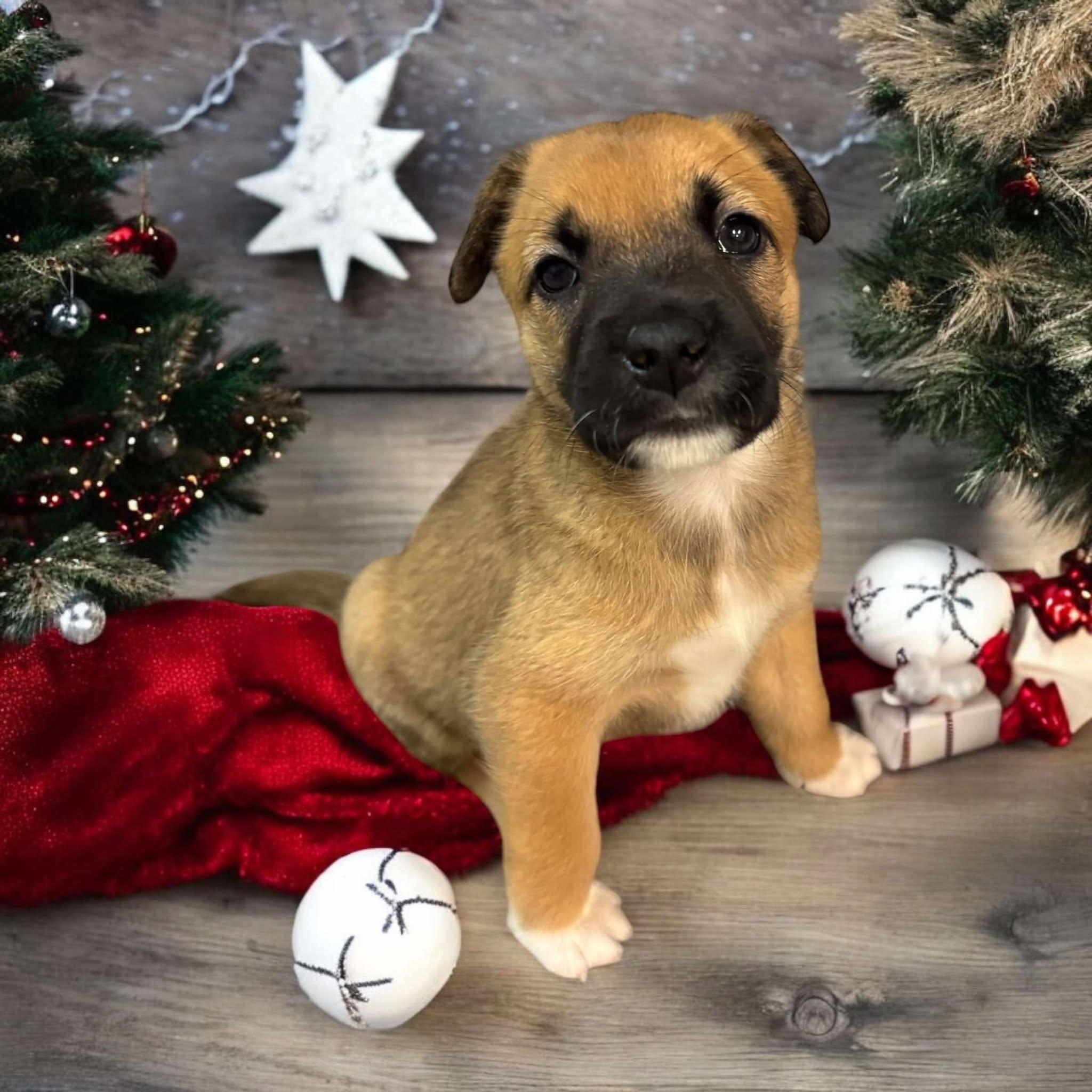 Dog for adoption - Elisabeth, a Pit Bull Terrier & Belgian Shepherd ...