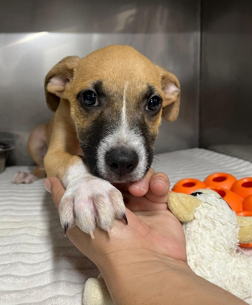 Dog for adoption - Floyd, a Chihuahua in Surrey, BC | Petfinder