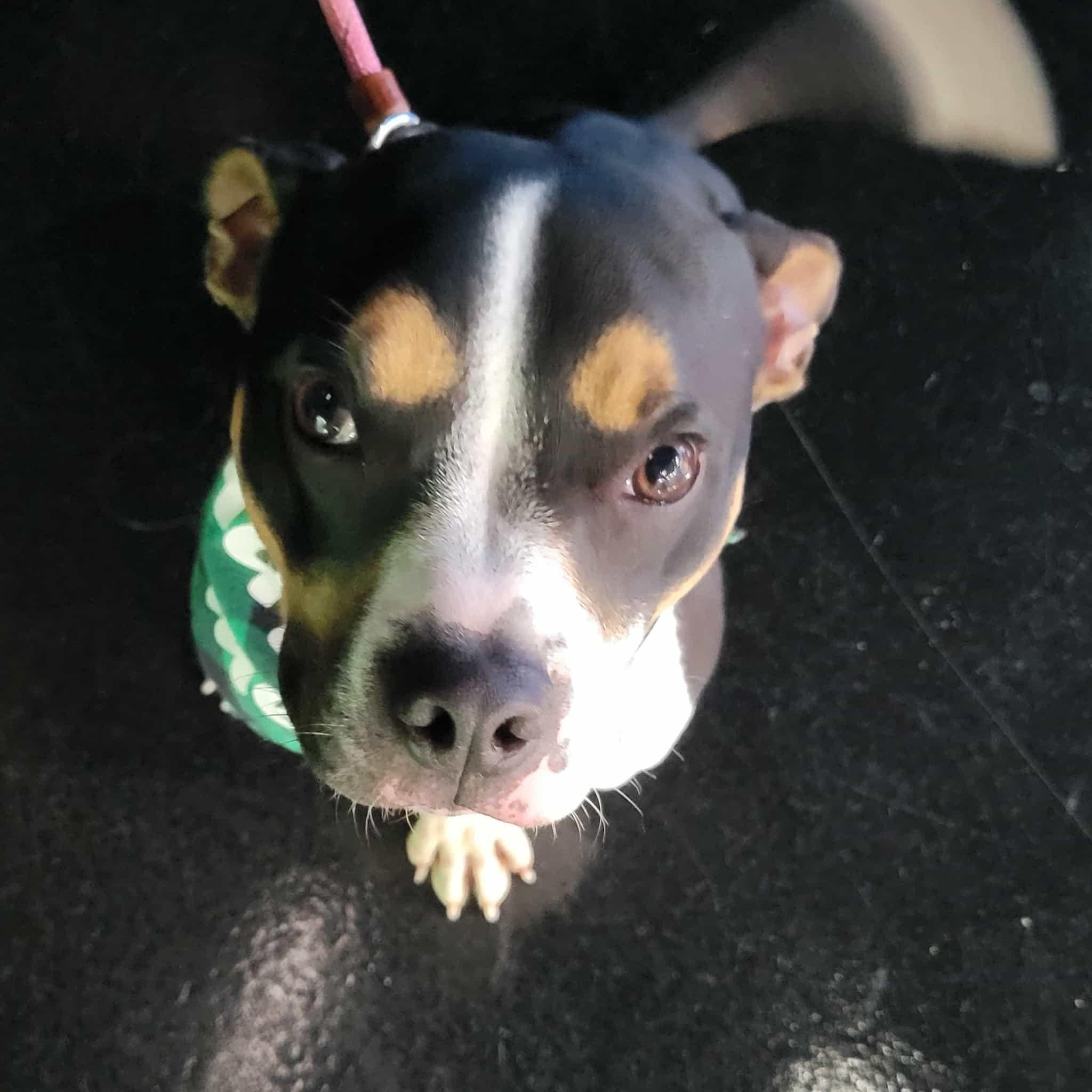 Dog for adoption - Roger- in foster home, a Mixed Breed in Myrtle Beach, SC | Petfinder