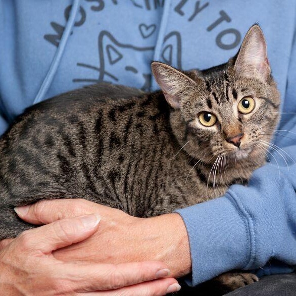 Cat for adoption - Yarrow Flower, a Domestic Short Hair in Vancouver ...