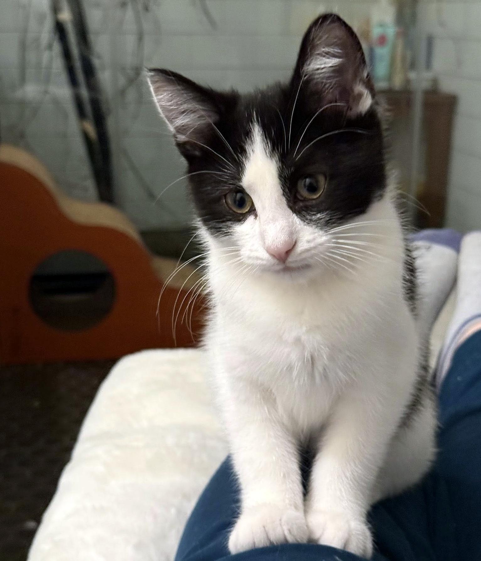 Cat for adoption - Endora, a Domestic Short Hair in Pittsburgh, PA ...