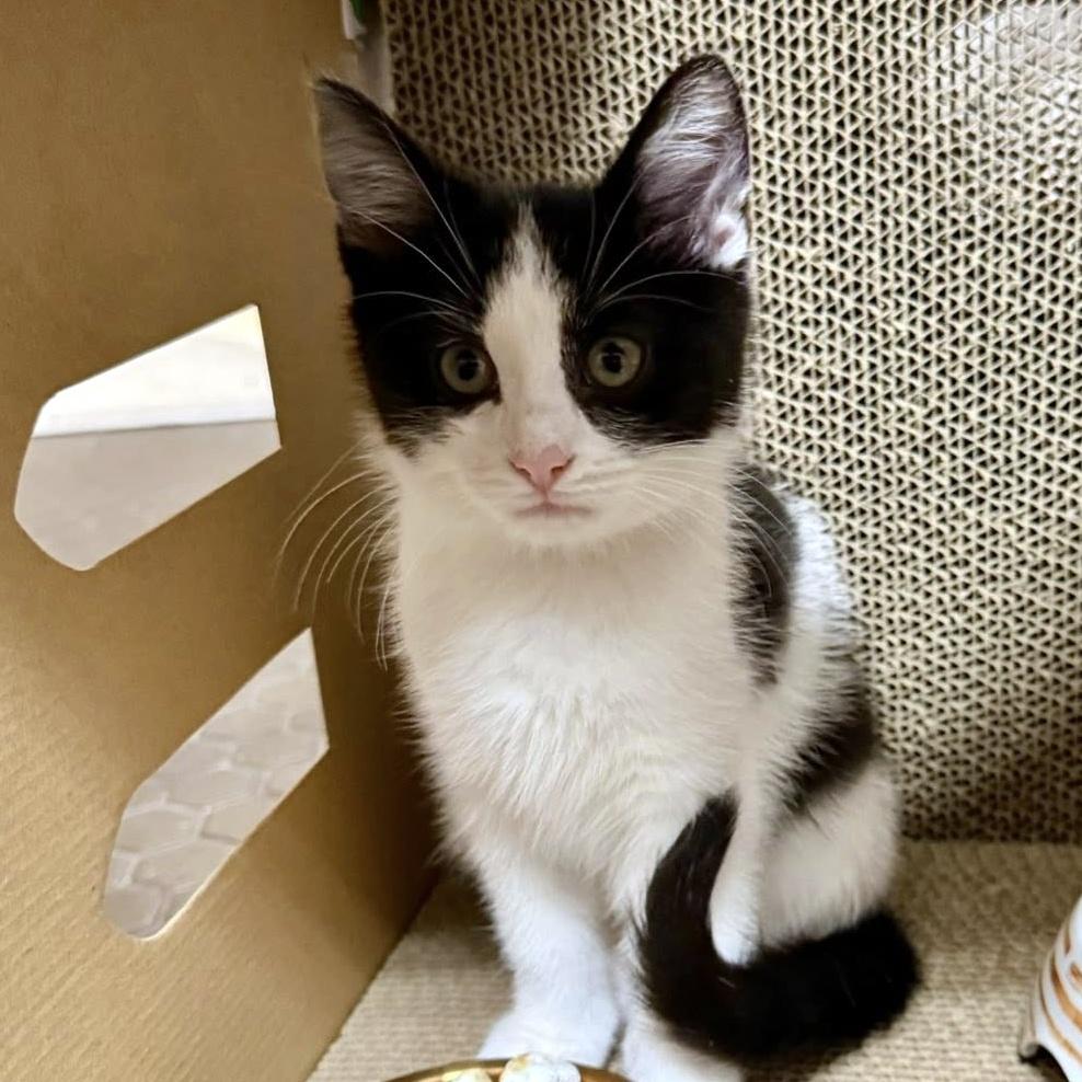 Cat for adoption - Endora, a Domestic Short Hair in Pittsburgh, PA ...