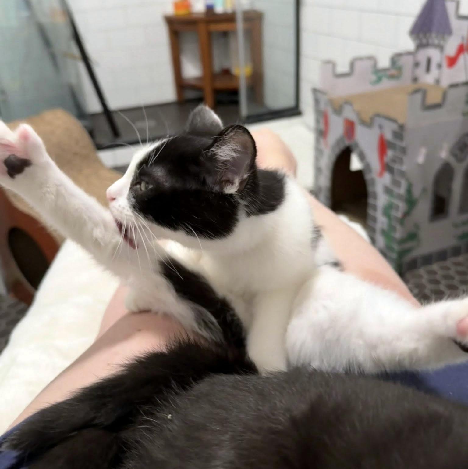 Cat for adoption - Endora, a Domestic Short Hair in Pittsburgh, PA ...