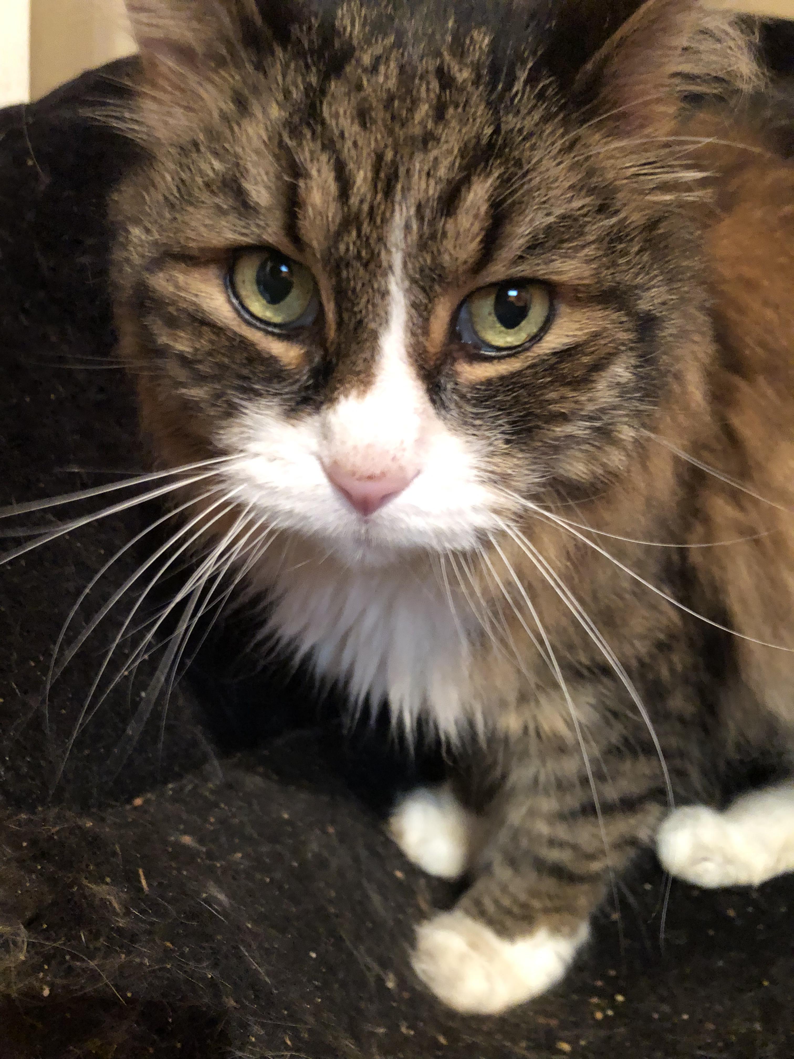 Cat for adoption - Carpet Bonk, the luxury lion-faced, big-pawed beauty ...