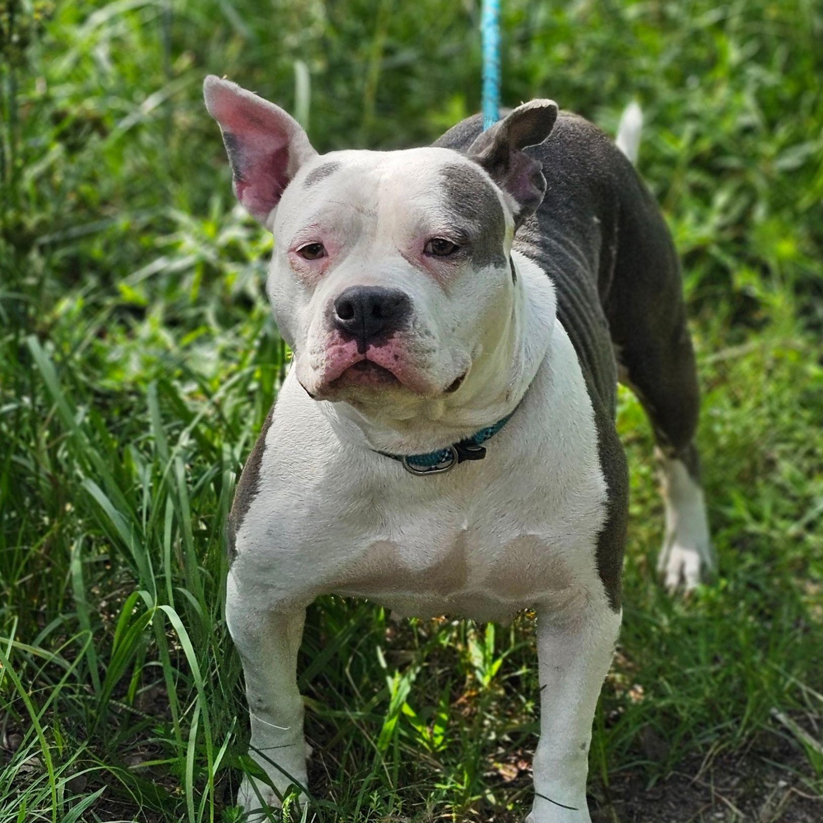 Dog for adoption - Pua, an American Staffordshire Terrier Mix in Mount ...
