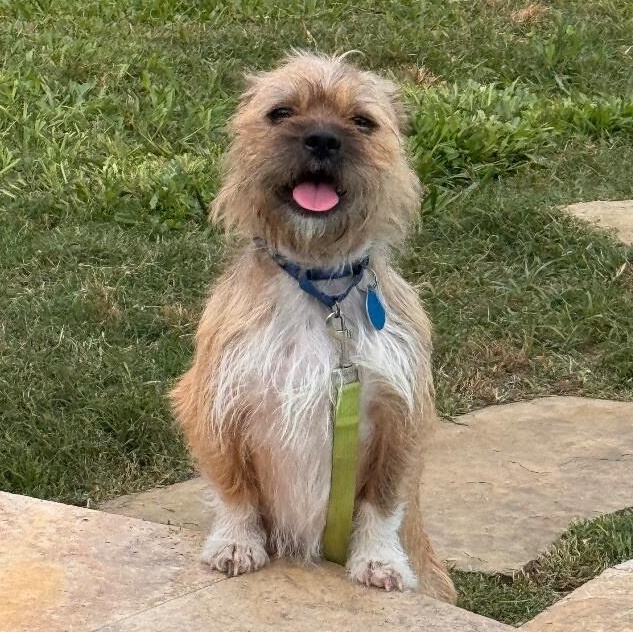 Dog for adoption - Bobby Beau- Project Dog, a Border Terrier & Cairn ...