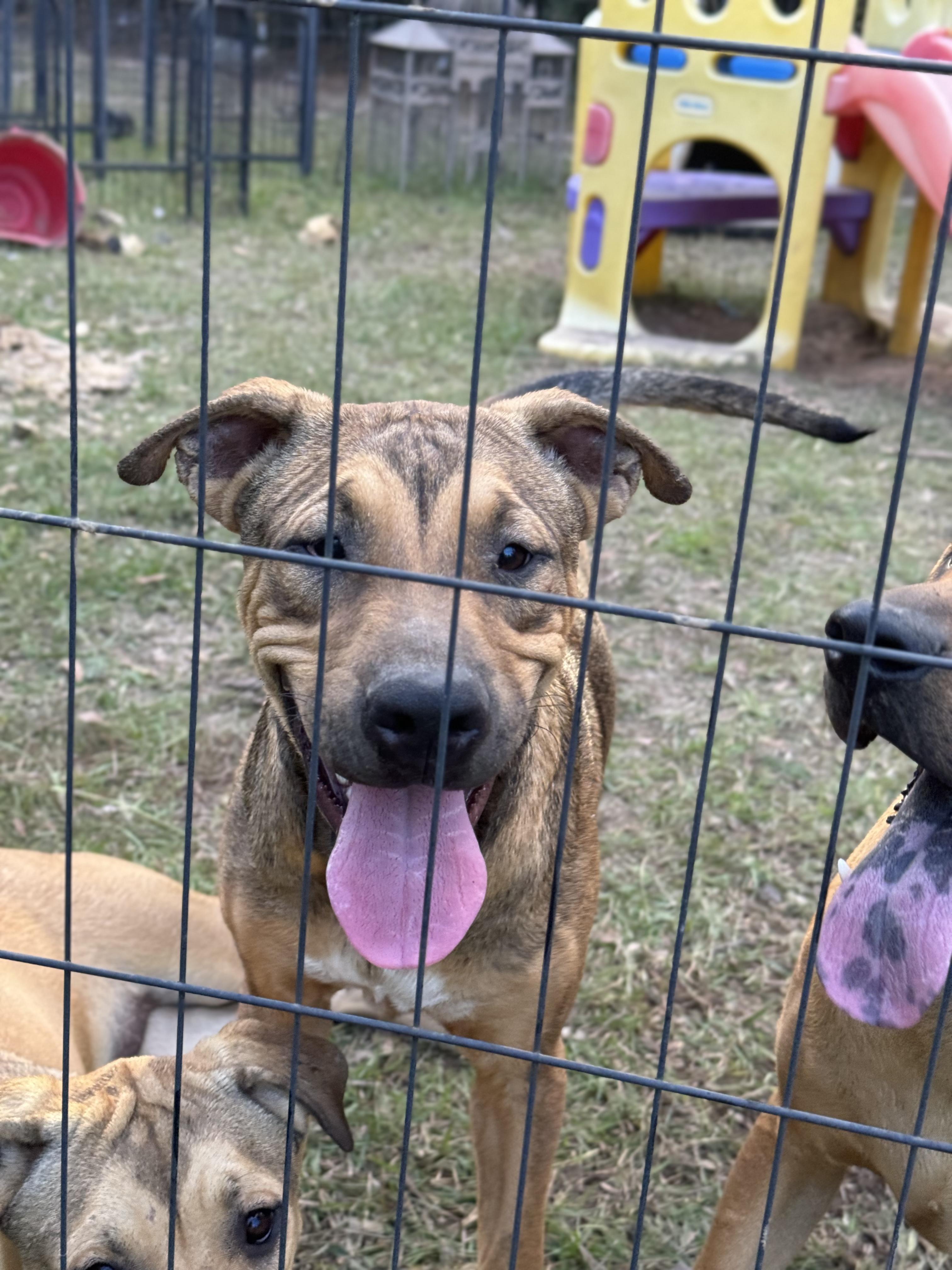 Dog for adoption - PREACHER, a Labrador Retriever & Black Mouth Cur Mix ...