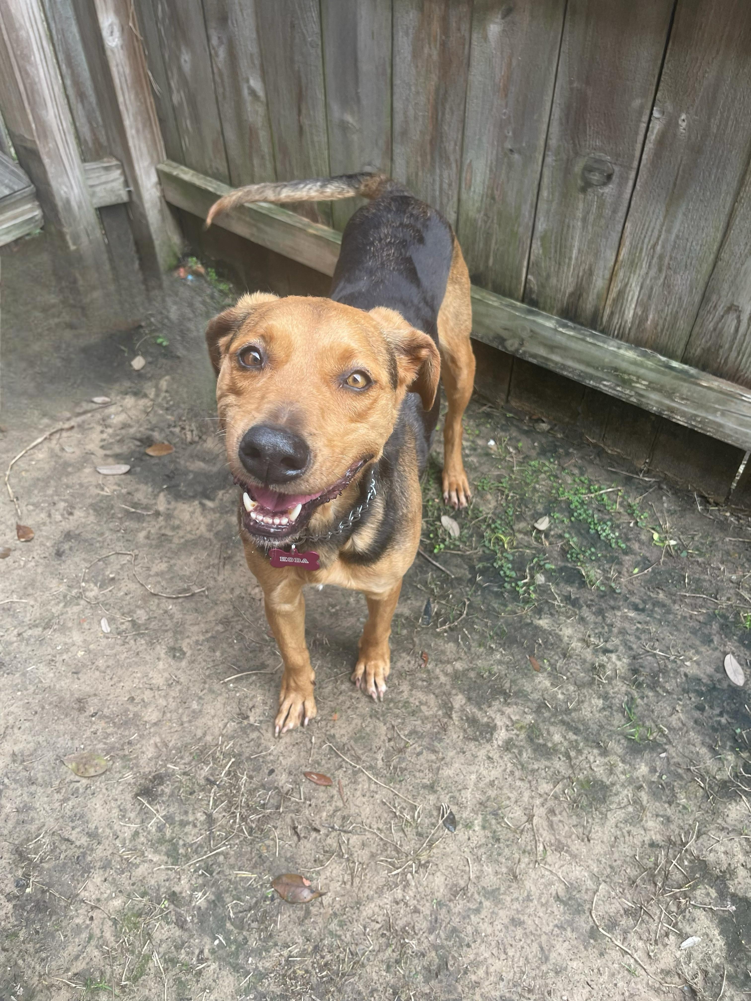 Dog for adoption - Koda, a German Shepherd Dog Mix in Birmingham , MI | Petfinder