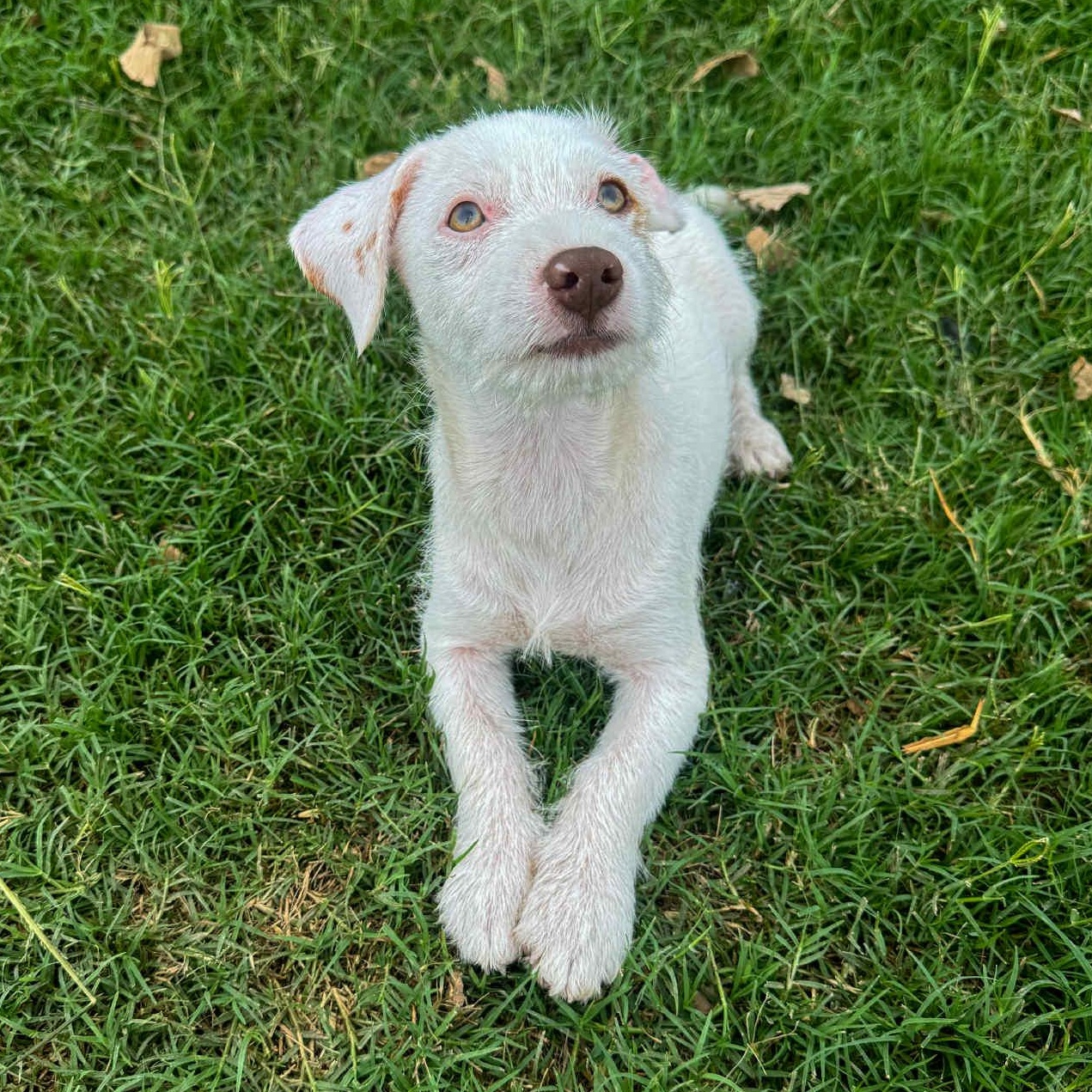 Dog for adoption - Toast, a Jack Russell Terrier & Wirehaired Dachshund ...