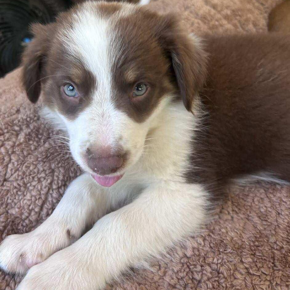 Dog for adoption - Kenny Rodgers, an Australian Shepherd & Border Collie Mix in Missoula , MT ...