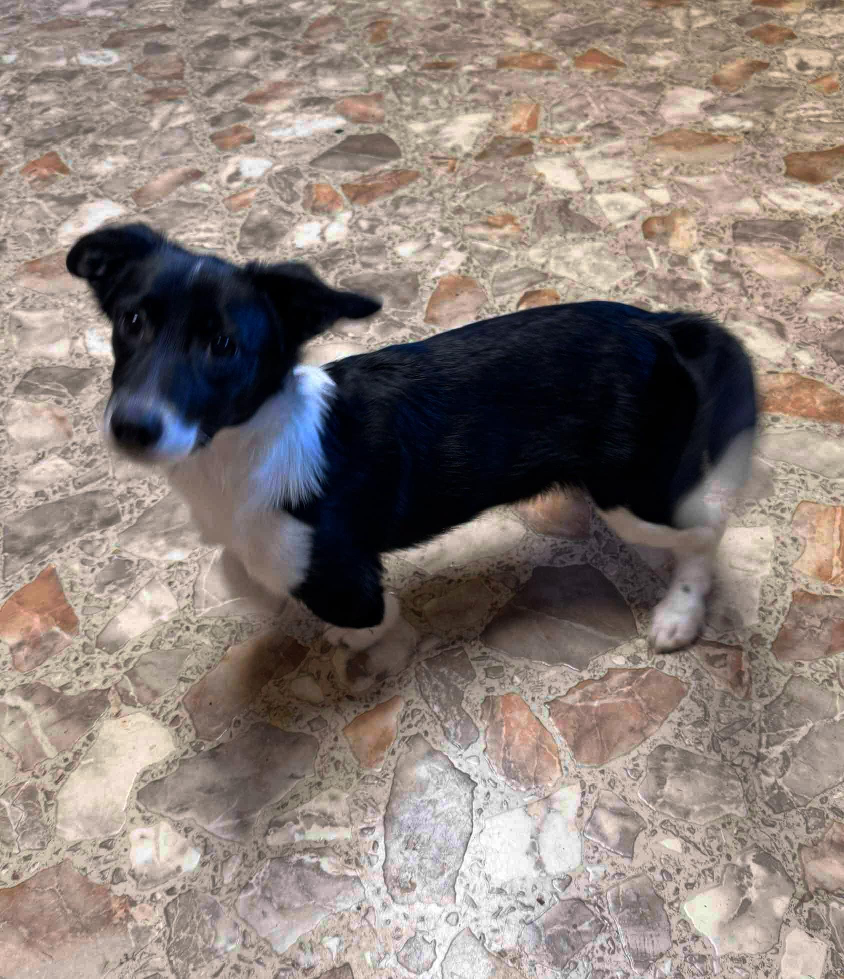 Dog for adoption - Caesar, a Mixed Breed in Cloverdale, IN | Petfinder