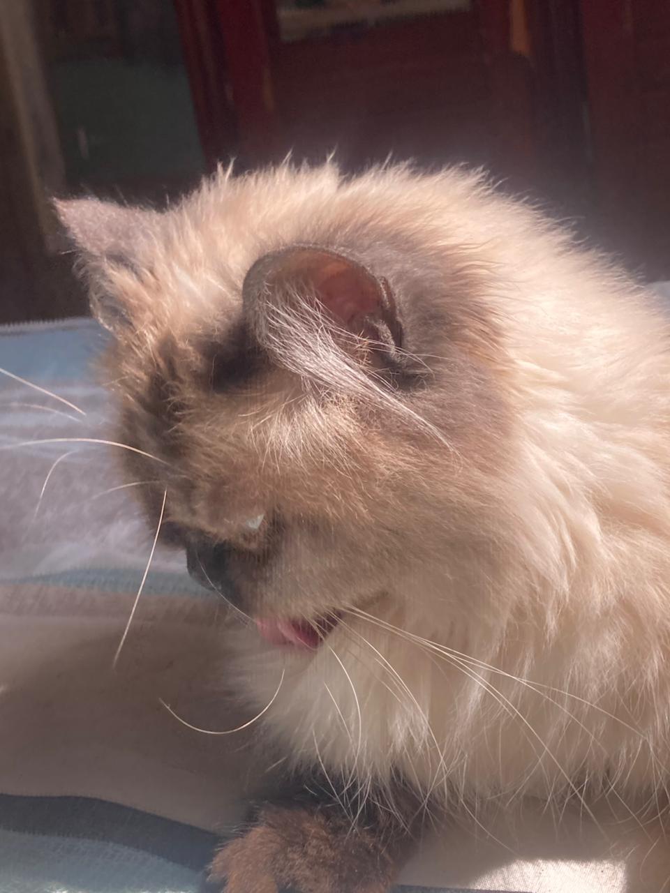 Cat for adoption - Sephora F, a Himalayan & Ragdoll Mix in Woodbridge ...