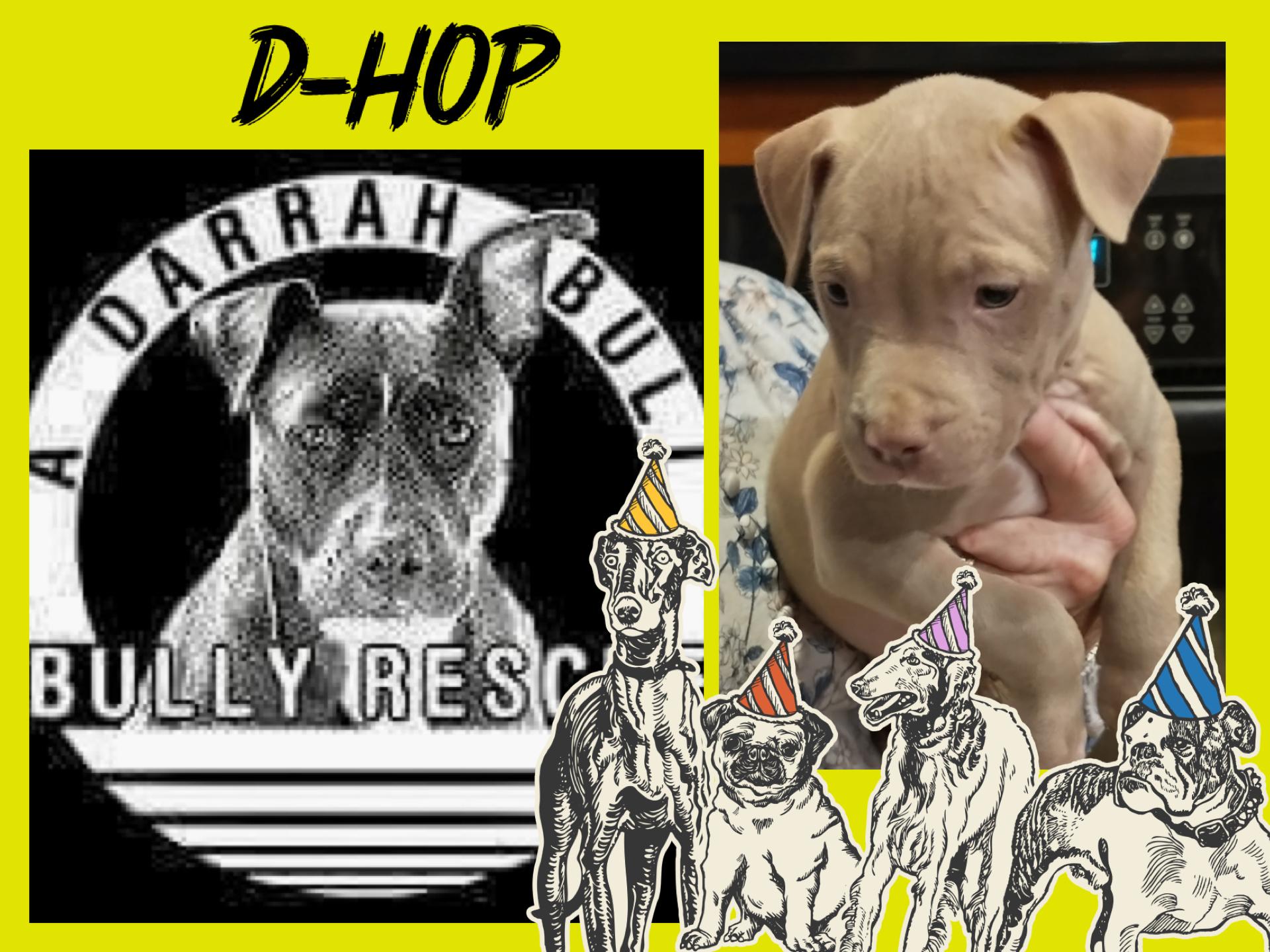 Dog for adoption - D-Hop, a Pit Bull Terrier in Roaring Spring, PA ...