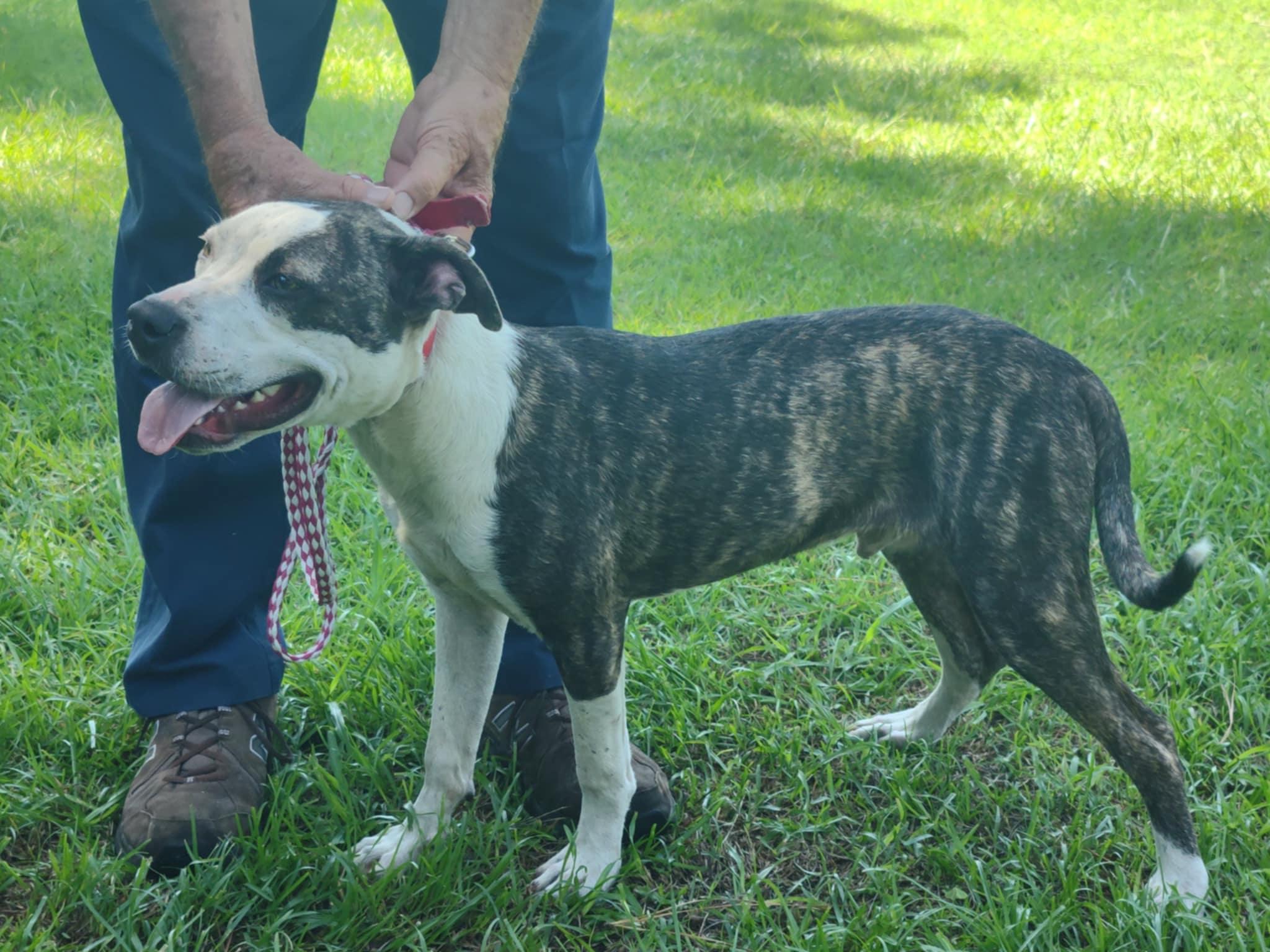 Dog for adoption - Tosh - Foster Needed, a Pit Bull Terrier Mix in ...
