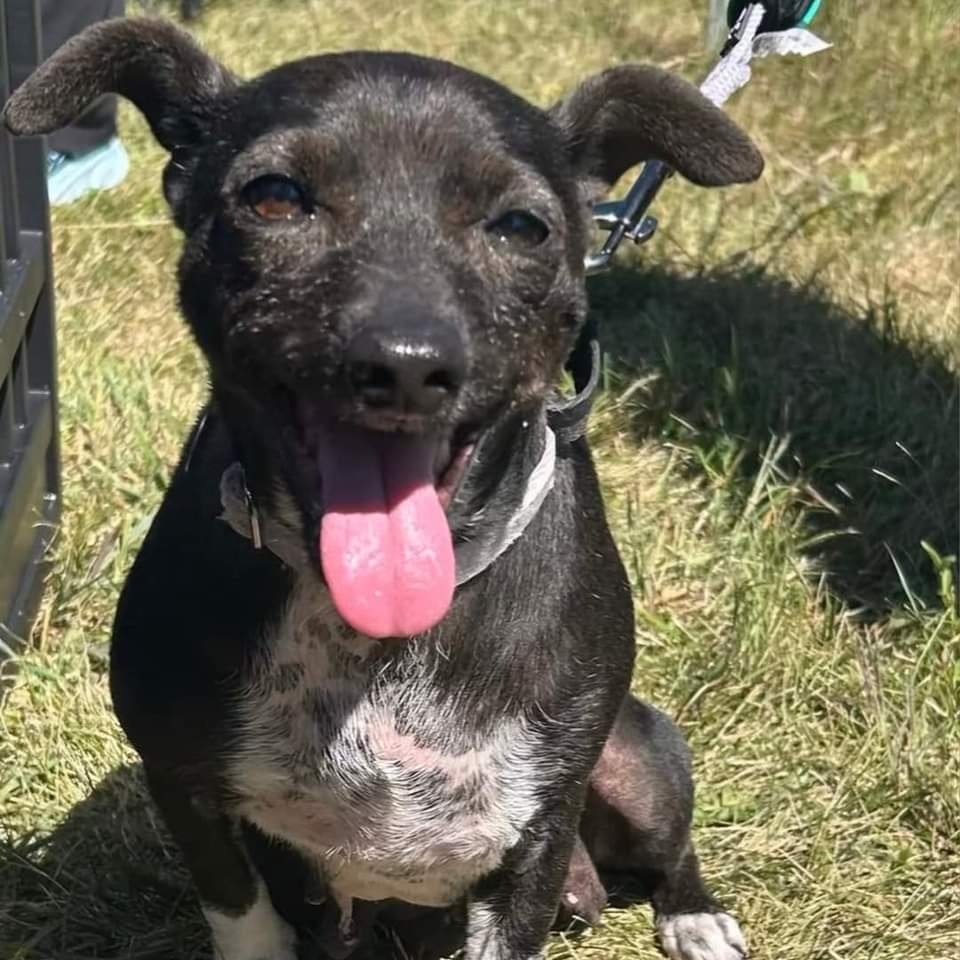 Dog for adoption - Debra in Foster Care, a Chiweenie & Chihuahua Mix in Plainfield, IL | Petfinder