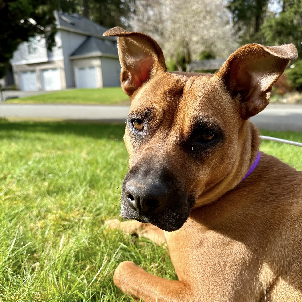 Dog for adoption - Fawn, a Black Mouth Cur Mix in Puyallup, WA | Petfinder