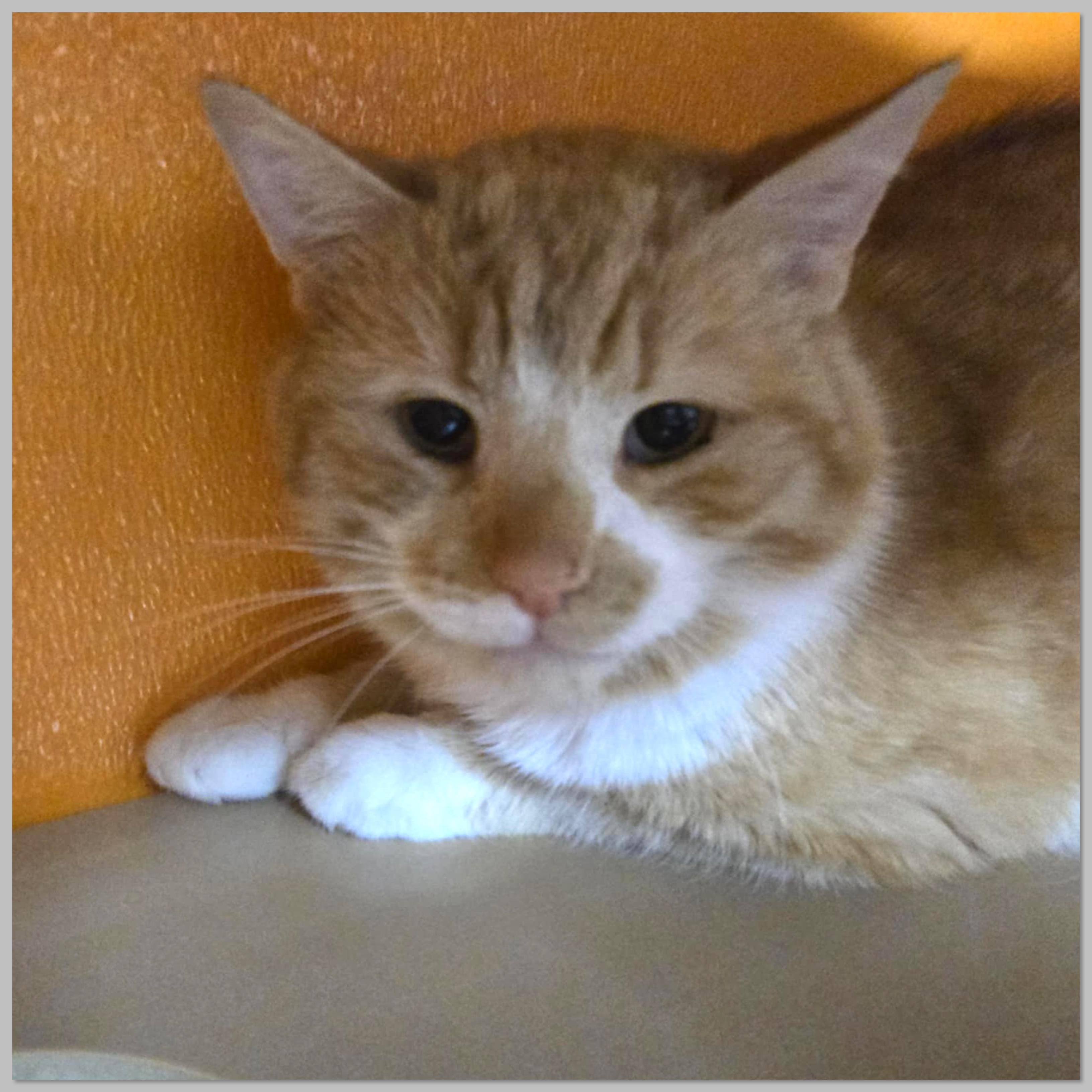 Ghost - Adoptable Pet | Petfinder | Petfinder