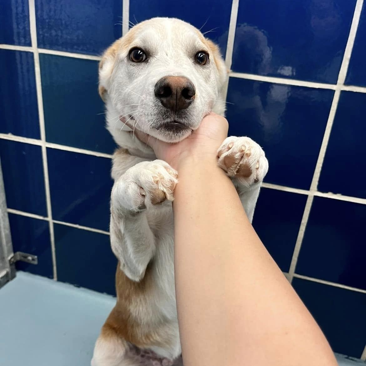 Dog for adoption - Colin, a Golden Retriever & Labrador Retriever Mix ...