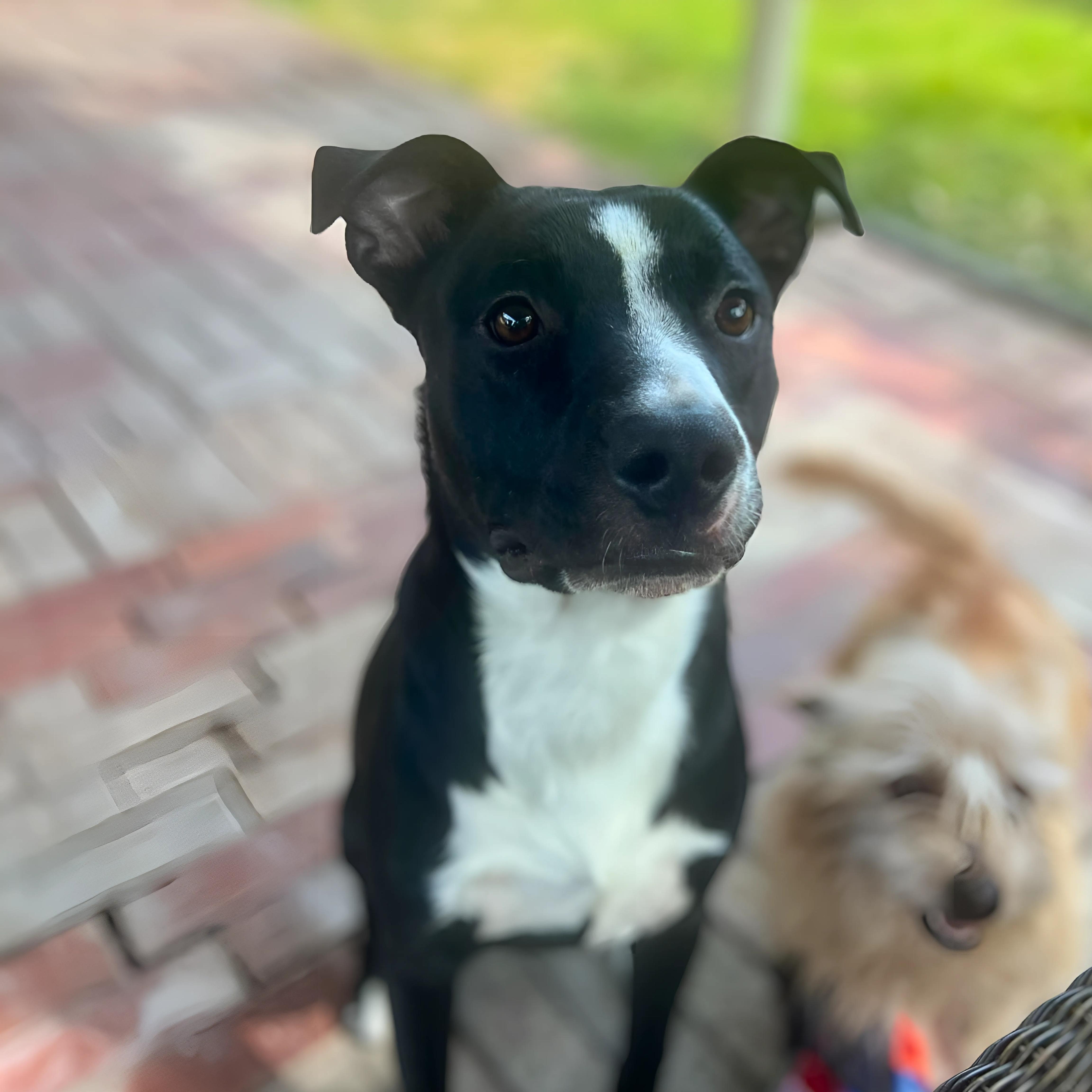 Dog for adoption - Dex, an American Staffordshire Terrier Mix in Kennewick , WA | Petfinder