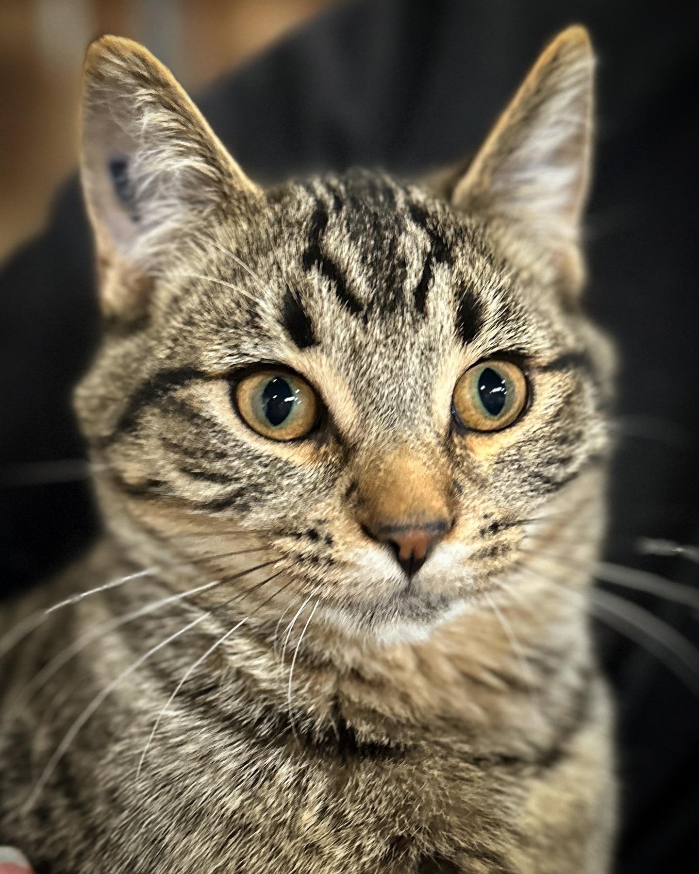 Cat for adoption - Logan, a Domestic Short Hair in Courtenay, BC ...