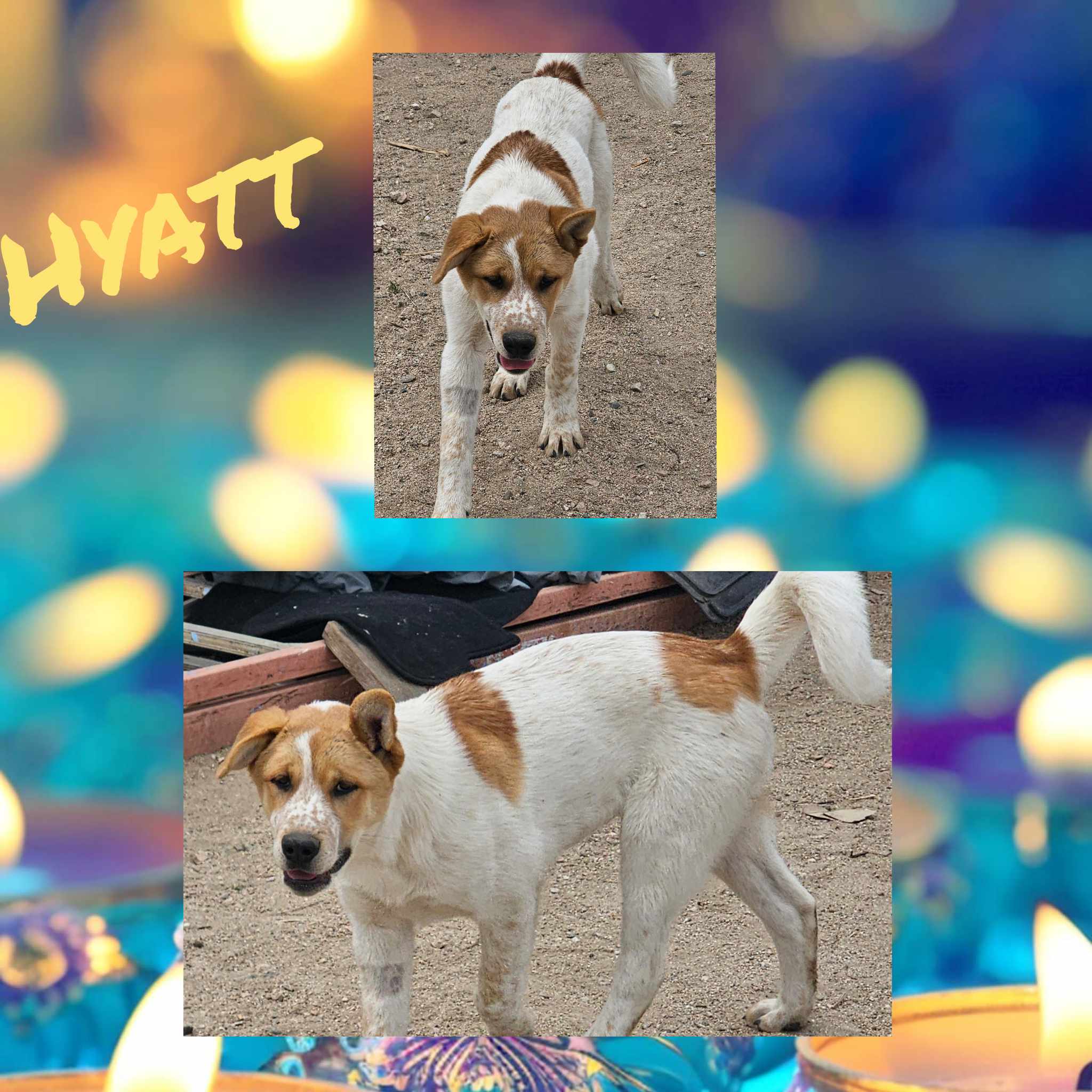 Dog for adoption - Hyatt, an Akita & Australian Cattle Dog / Blue ...