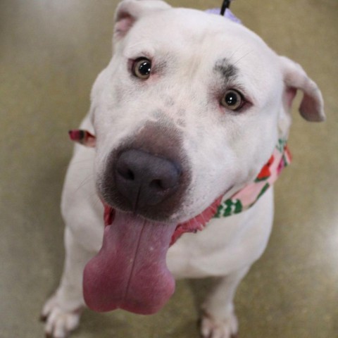 Dog for adoption - Alba VM*, a Shar-Pei & Pit Bull Terrier Mix in Blue ...