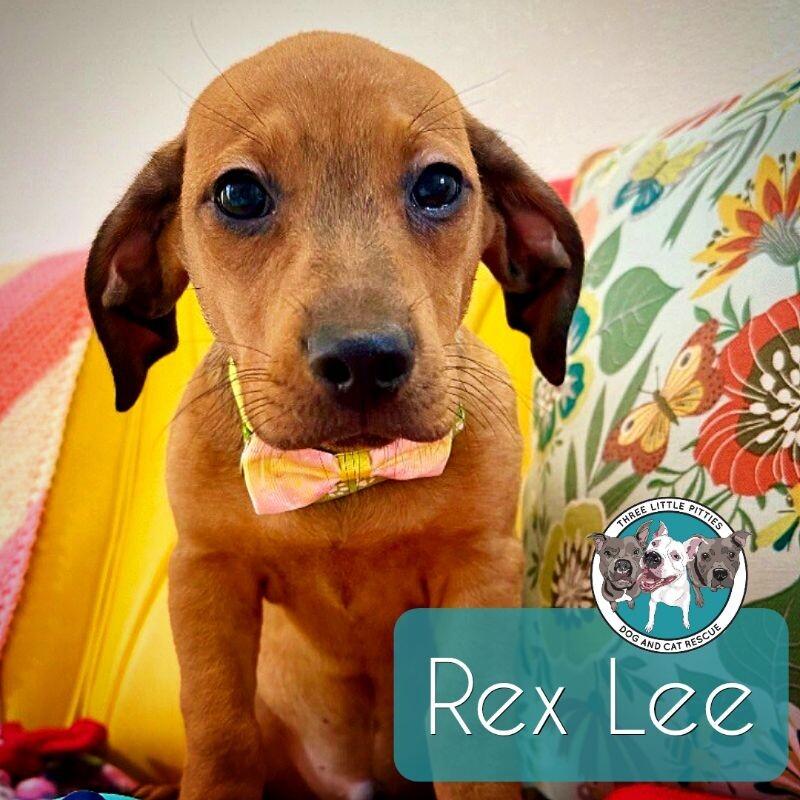 Dog for adoption - Rex Lee, a Dachshund & Labrador Retriever Mix in ...