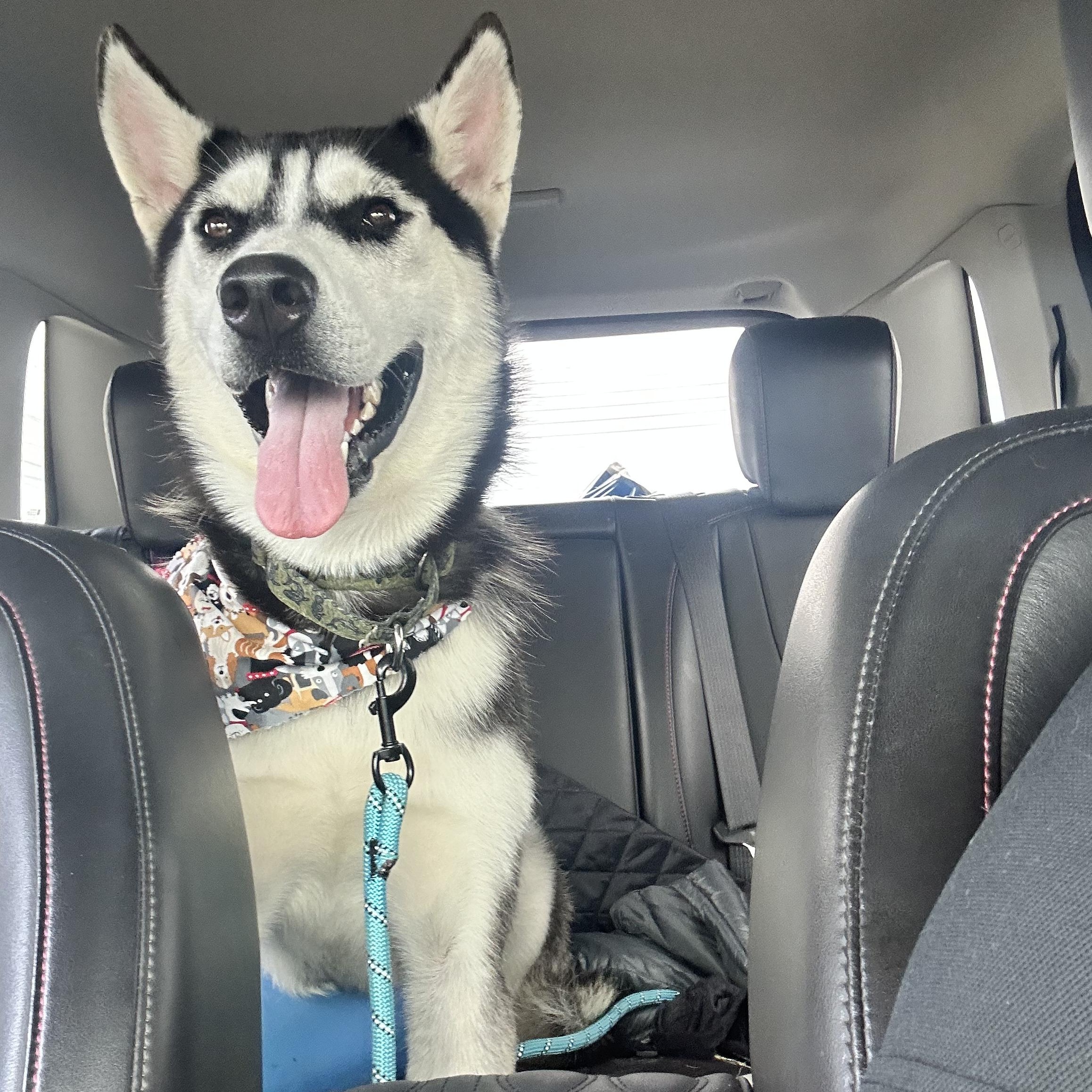 Dog for adoption - Midnight, a Husky in NOTTINGHAM, MD | Petfinder