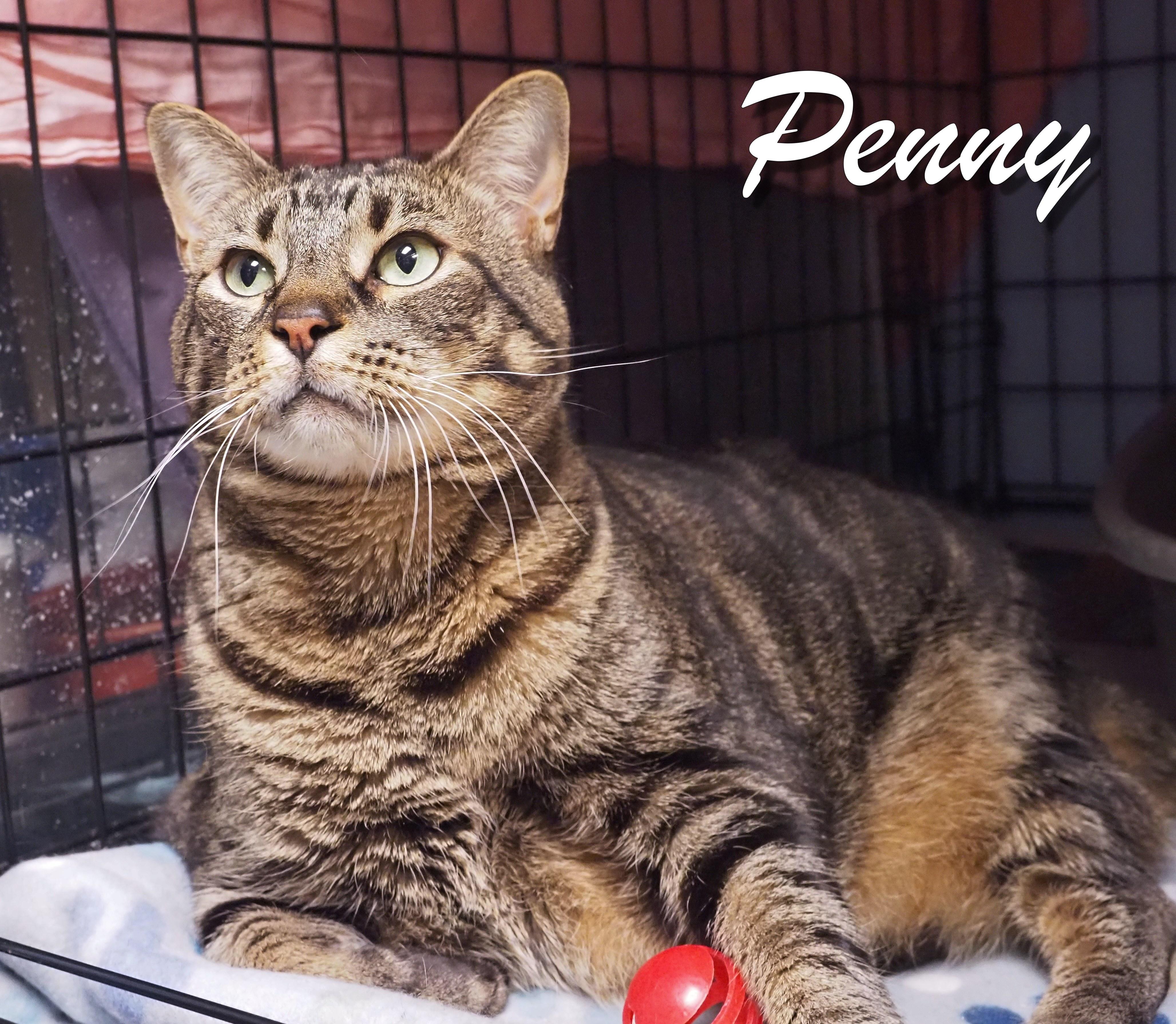 Cat for adoption - Penny, a Domestic Short Hair in Cape May Court House, NJ | Petfinder