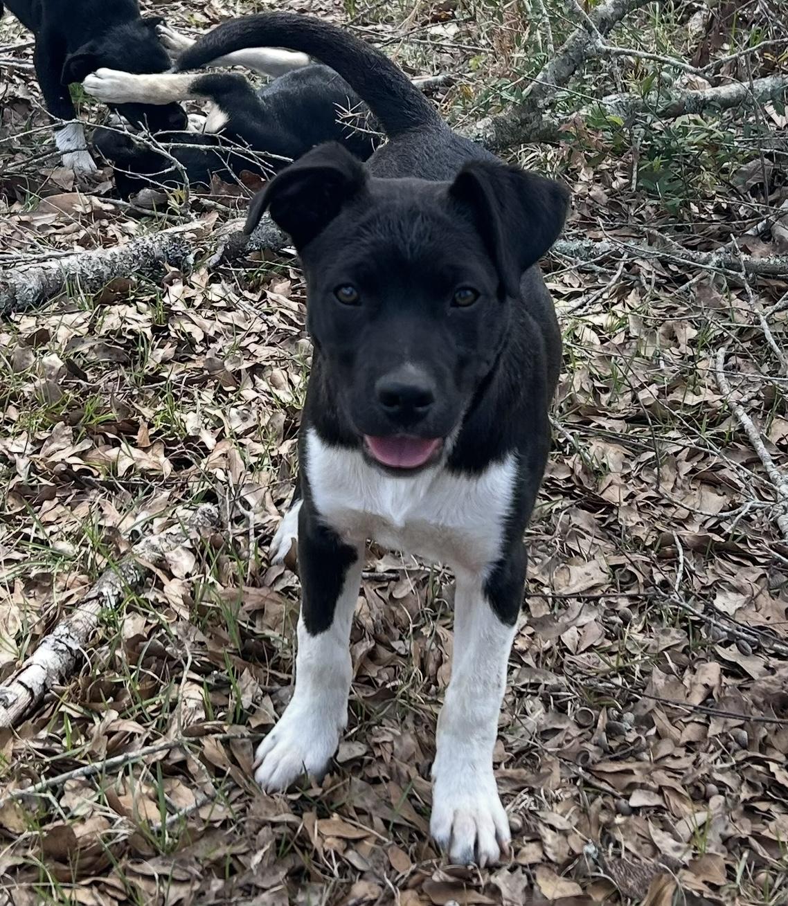 Dog for adoption - Comet, a Labrador Retriever Mix in Brattleboro, VT | Petfinder