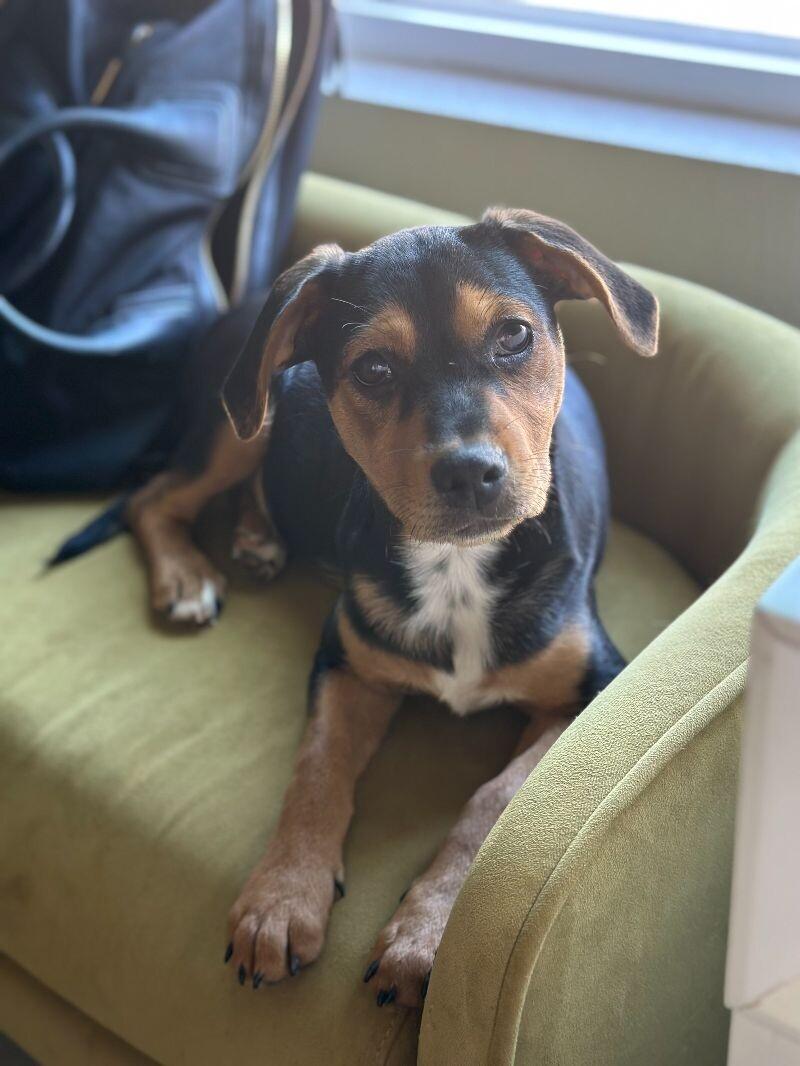 Dog for adoption - Easton Bennett, a Doberman Pinscher & Labrador ...