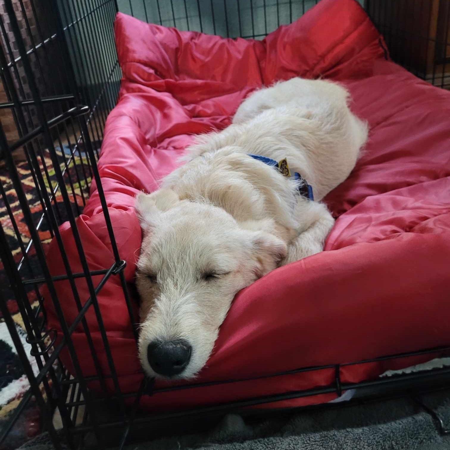 Dog for adoption - Milo, a Labrador Retriever & Poodle Mix in ...