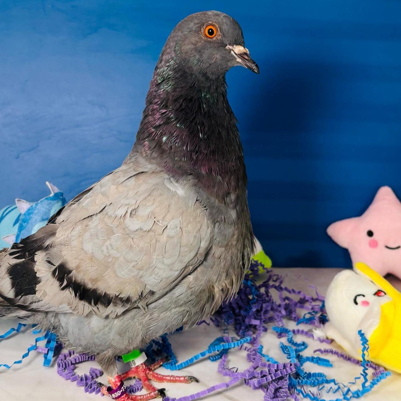 Dove for adoption - Kiwi, a Pigeon in Chicago, IL | Petfinder