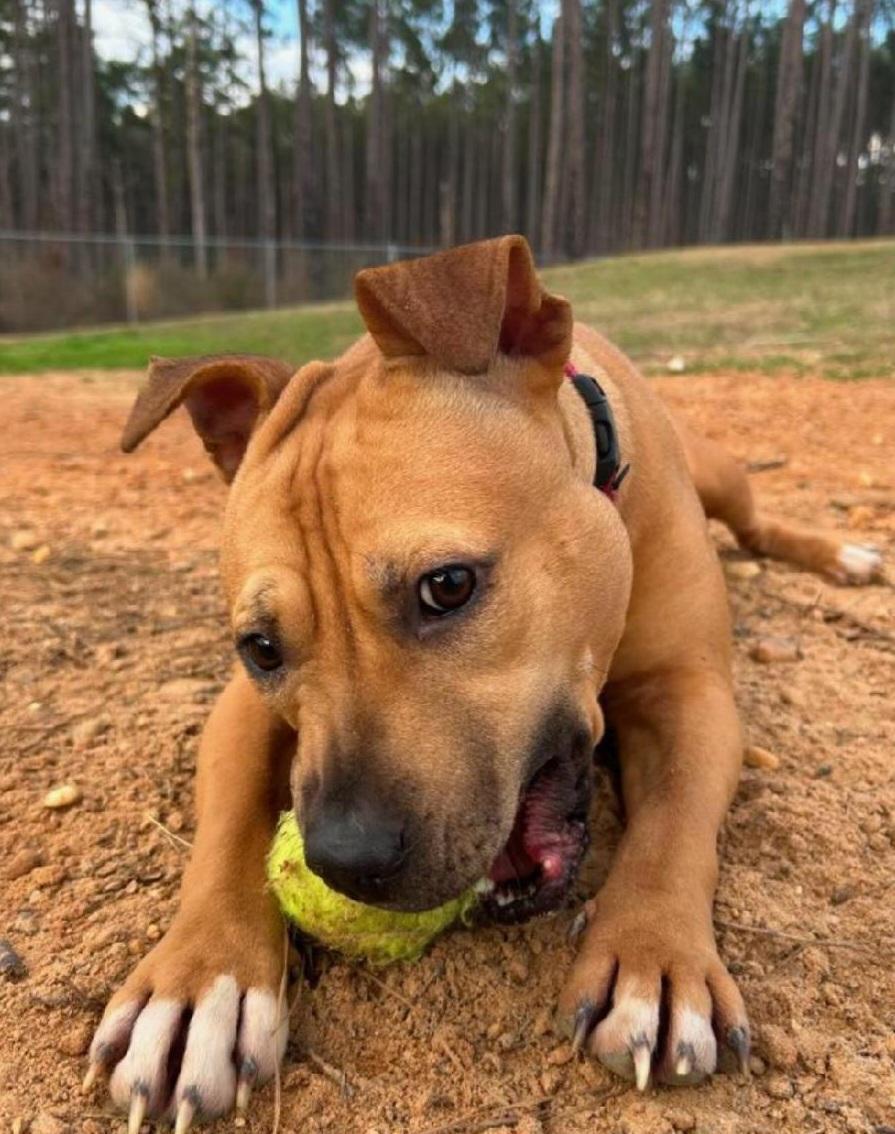Dog for adoption - Sunshine, a Pit Bull Terrier & Black Mouth Cur Mix ...