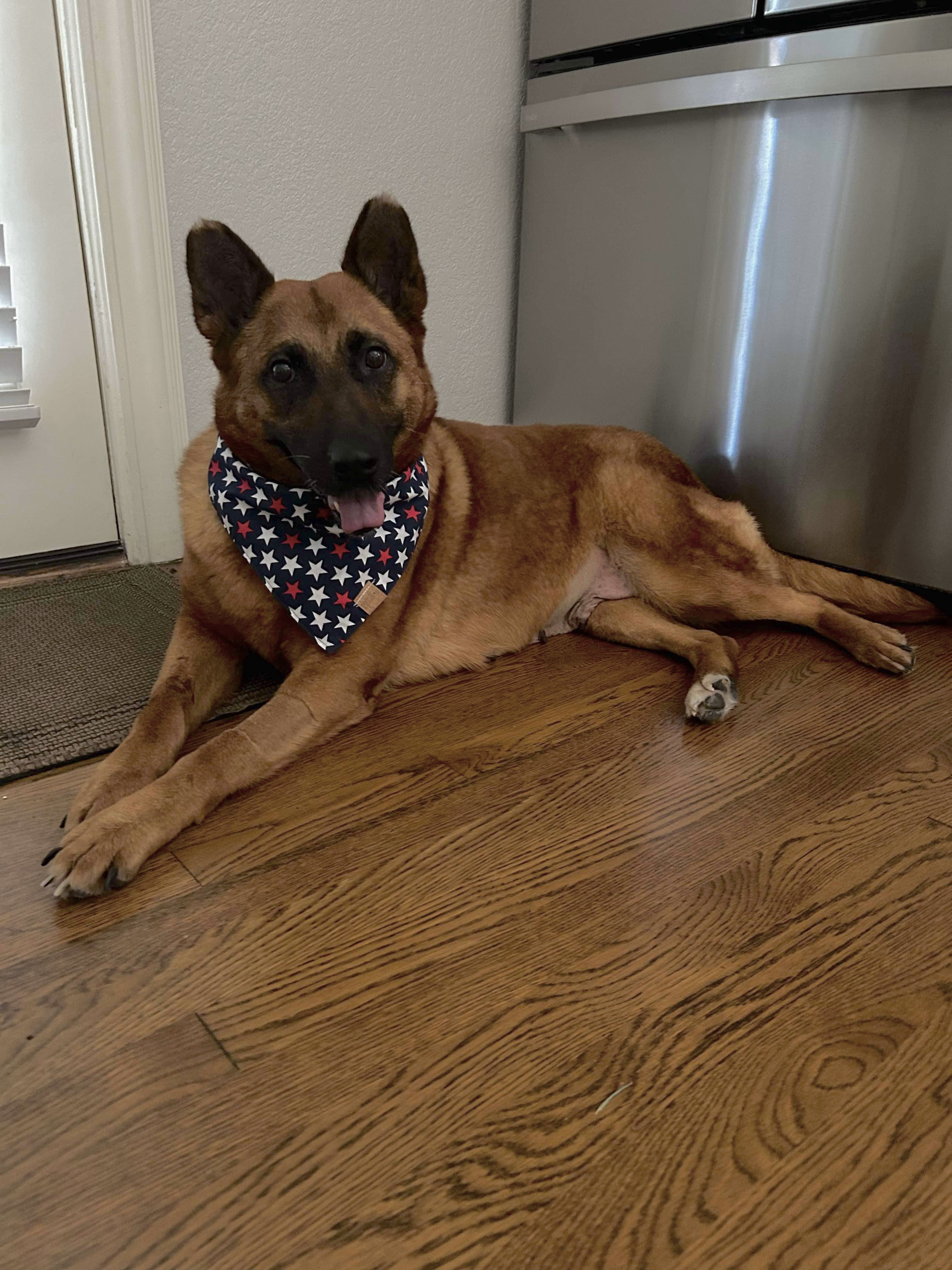 Dog for adoption - Mia, a German Shepherd Dog in Rochester, MN | Petfinder